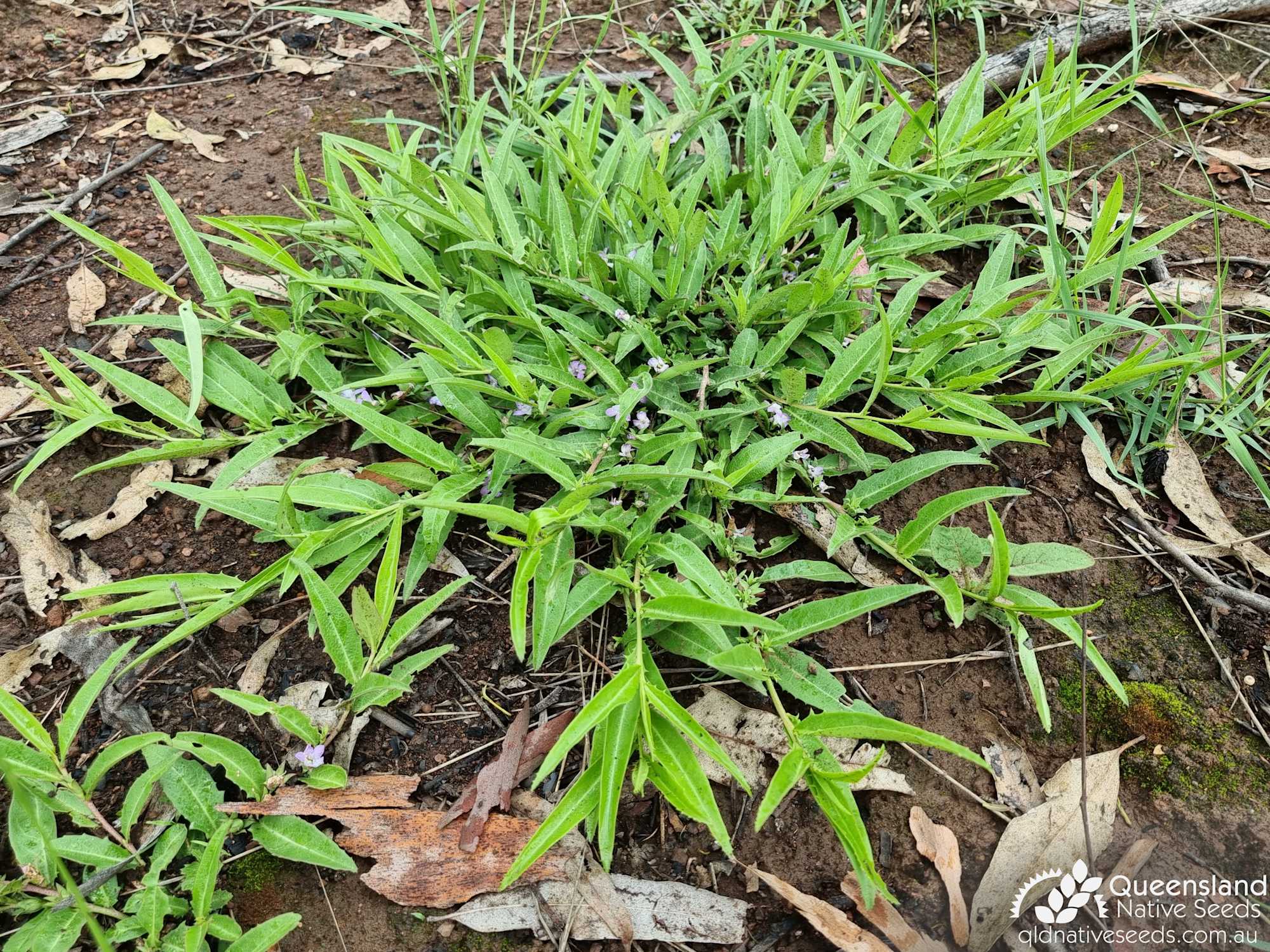 Eremophila debilis "Winter Apple" - Plant Profiles - Queensland Native ...