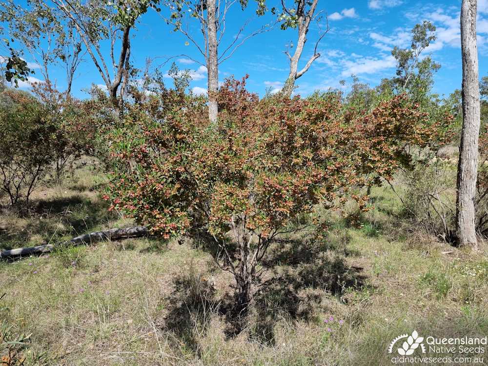 Dodonaea viscosa subsp. spatulata "Sticky Hop Bush" - Plant Profiles ...