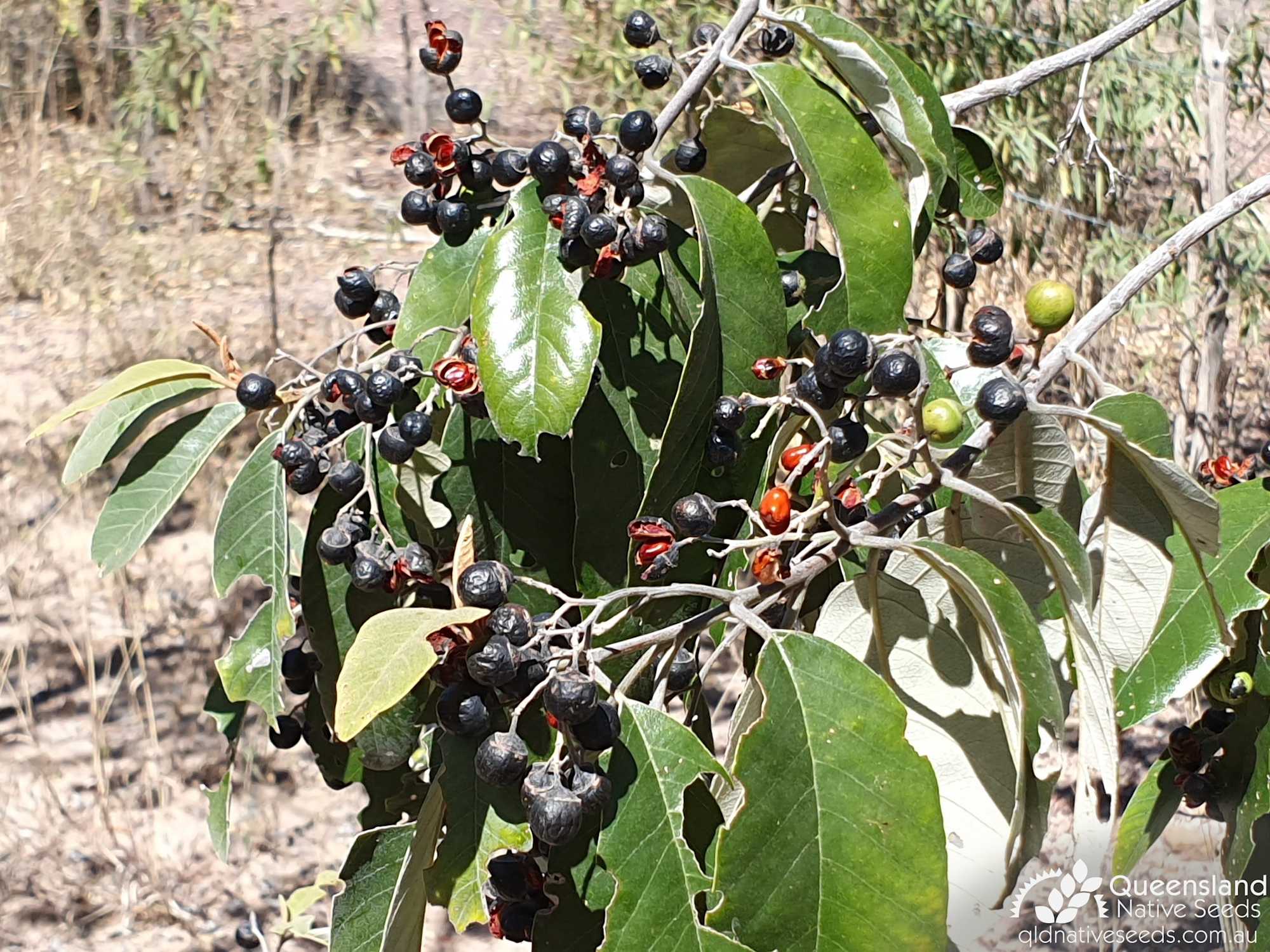 Alphitonia excelsa "Red Ash" - Plant Profiles - Queensland Native Seeds