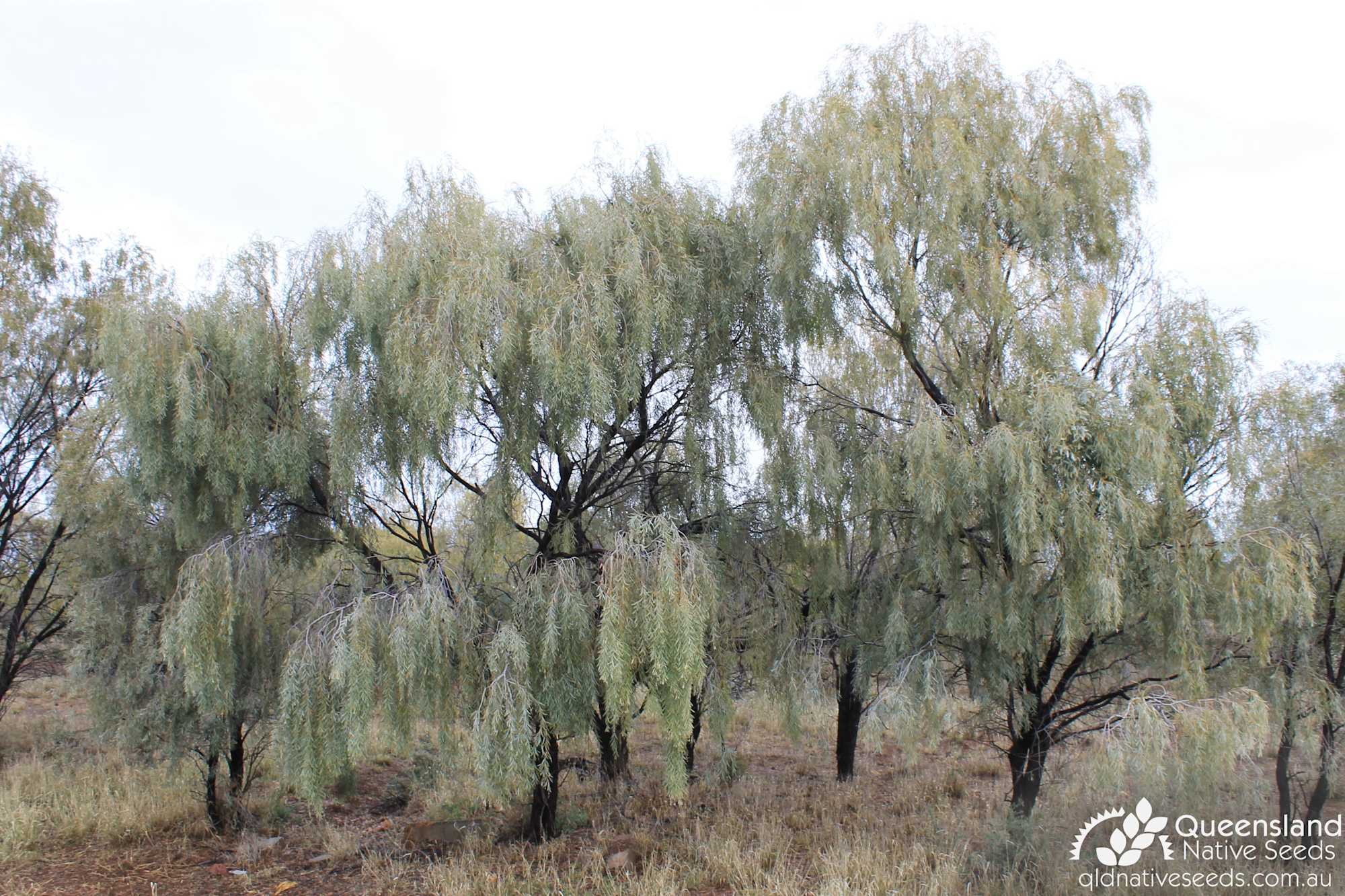 Acacia pendula "Weeping Myall" - Plant Profiles - Queensland Native Seeds
