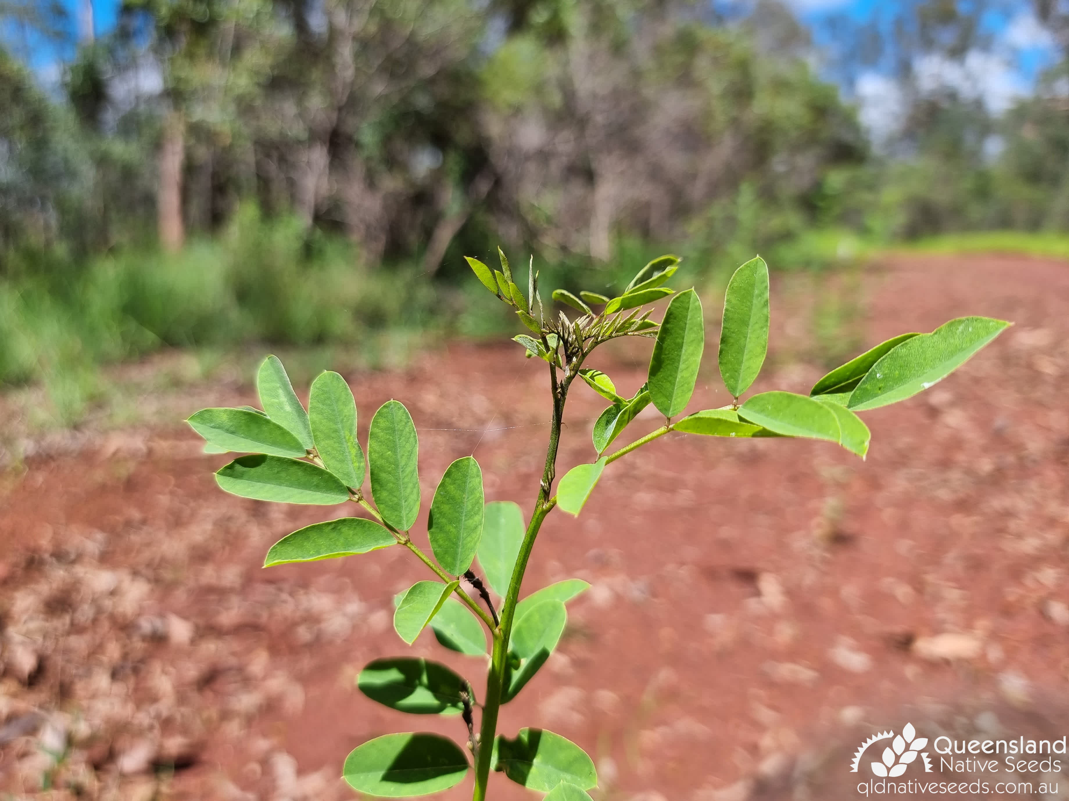 Indigofera australis "Australian Indigo" - Plant Profiles - Queensland ...