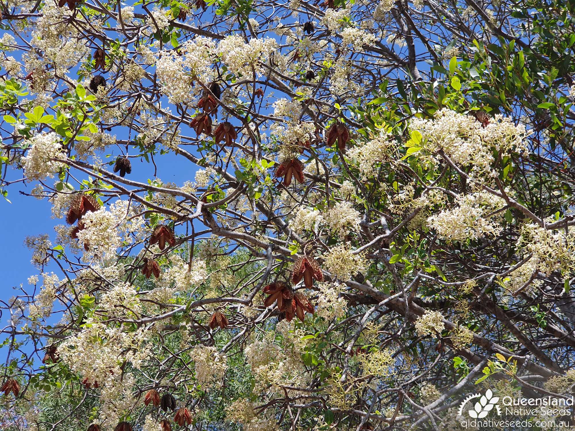 Flindersia australis "Crows Ash" - Plant Profiles - Queensland Native Seeds