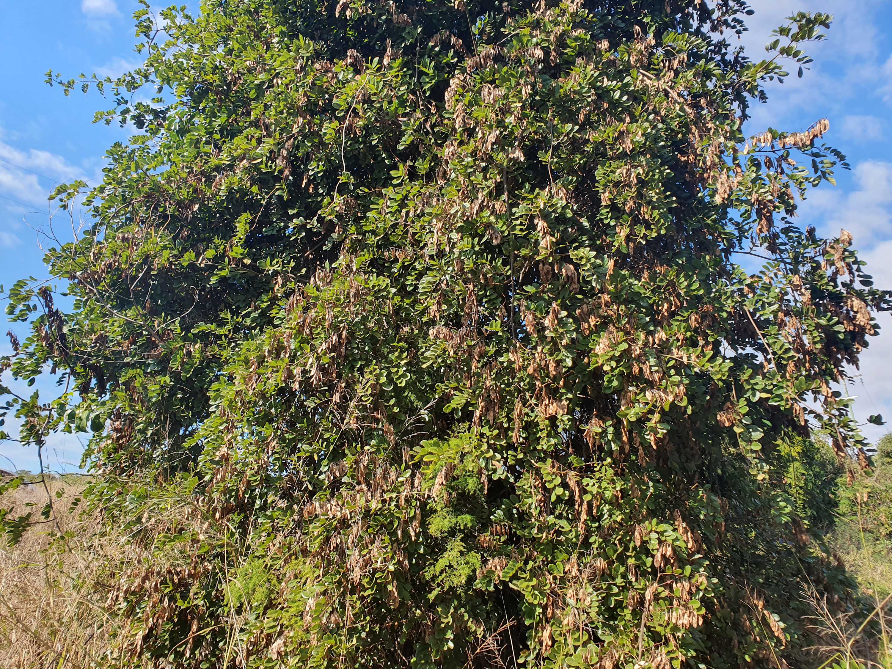 Derris involuta "Native Derris" - Plant Profiles - Queensland Native Seeds