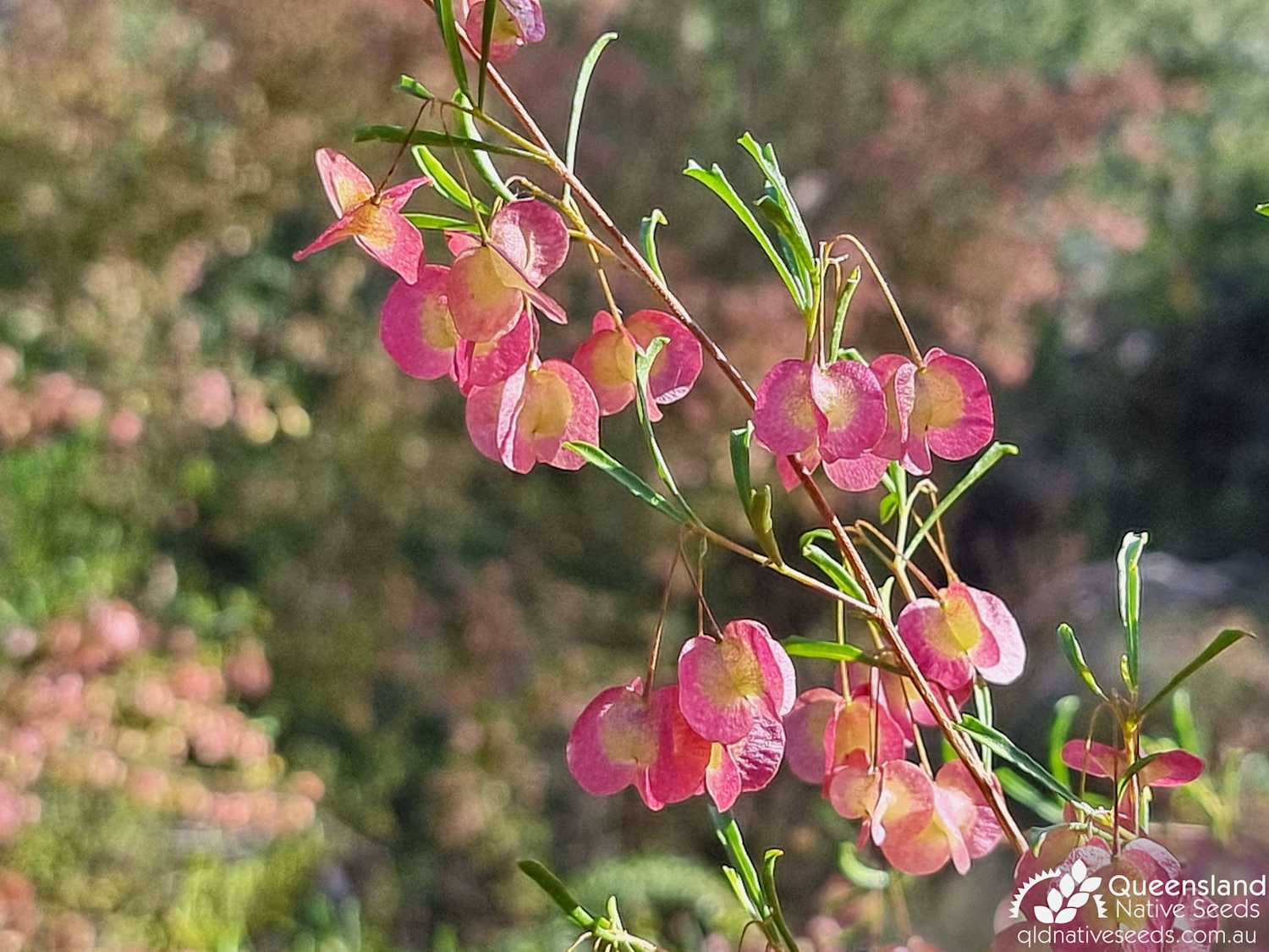 Dodonaea peduncularis "Stalked Hopbush" - Plant Profiles - Queensland ...