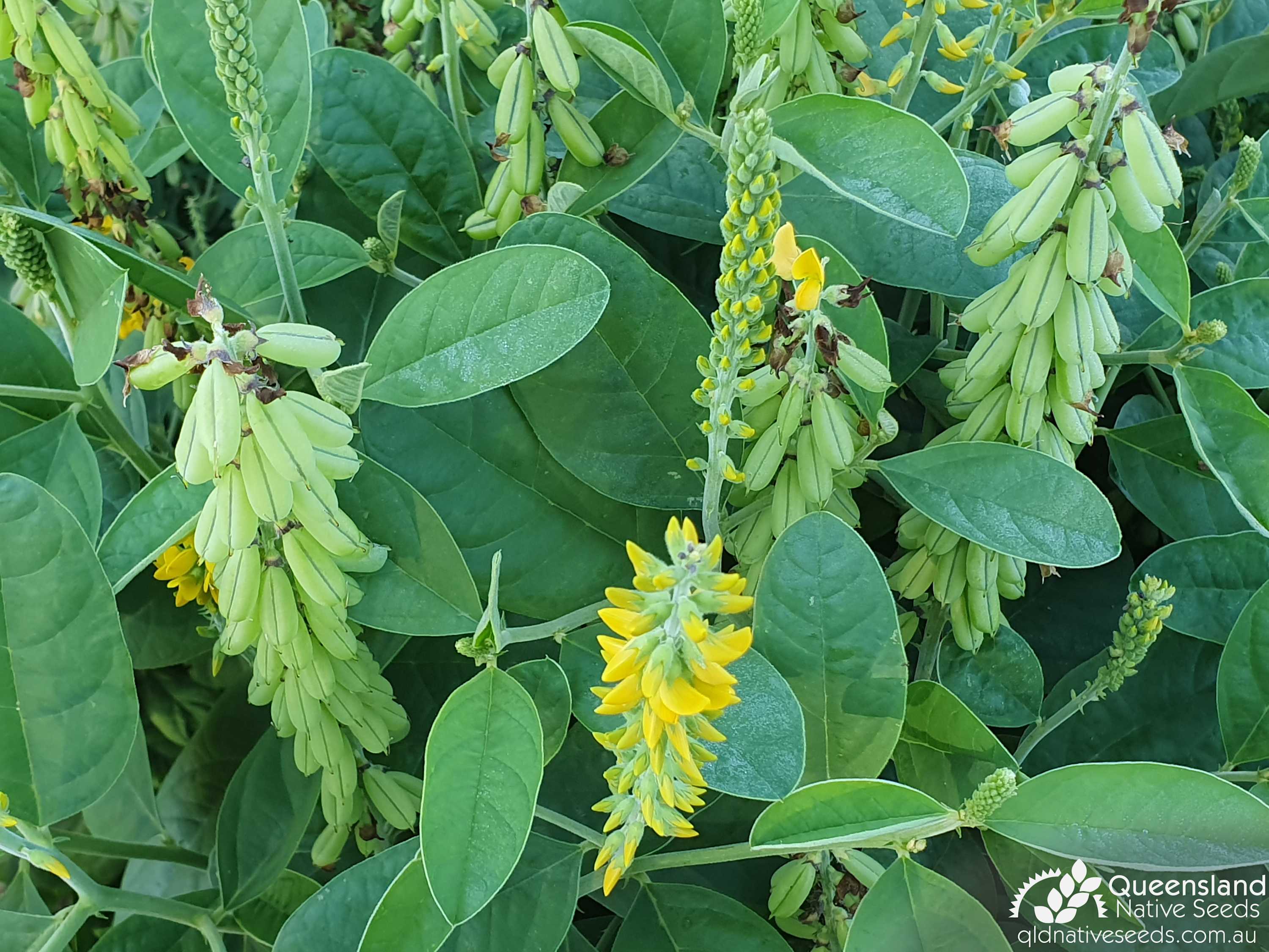 Crotalaria mitchellii subsp. mitchellii "Yellow Rattlepod" - Plant ...