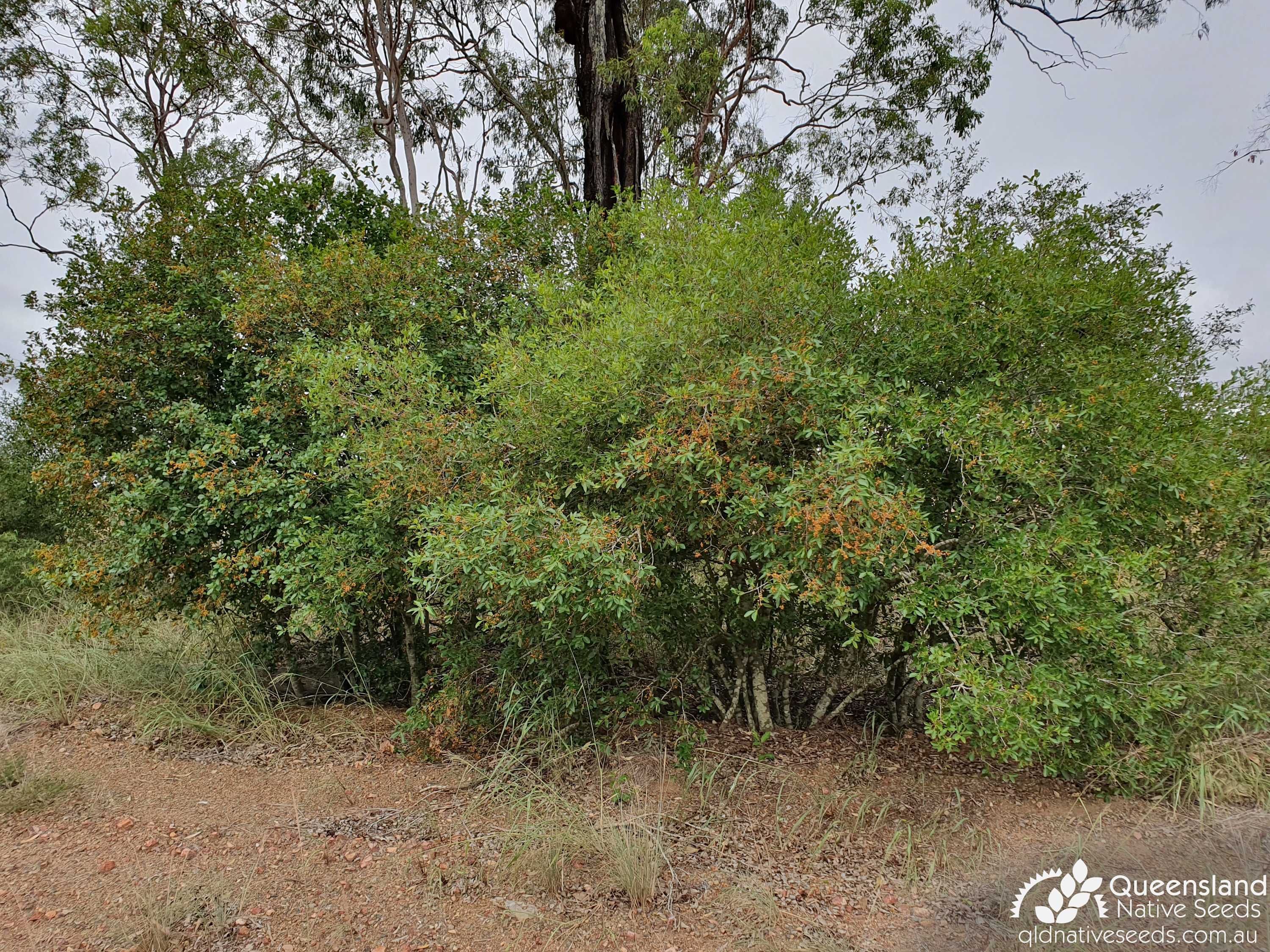 Denhamia bilocularis "Orangebark" - Plant Profiles - Queensland Native ...