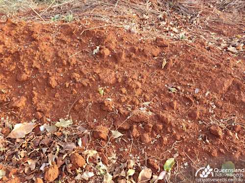 Flindersia australis "Crows Ash" - Plant Profiles - Queensland Native Seeds