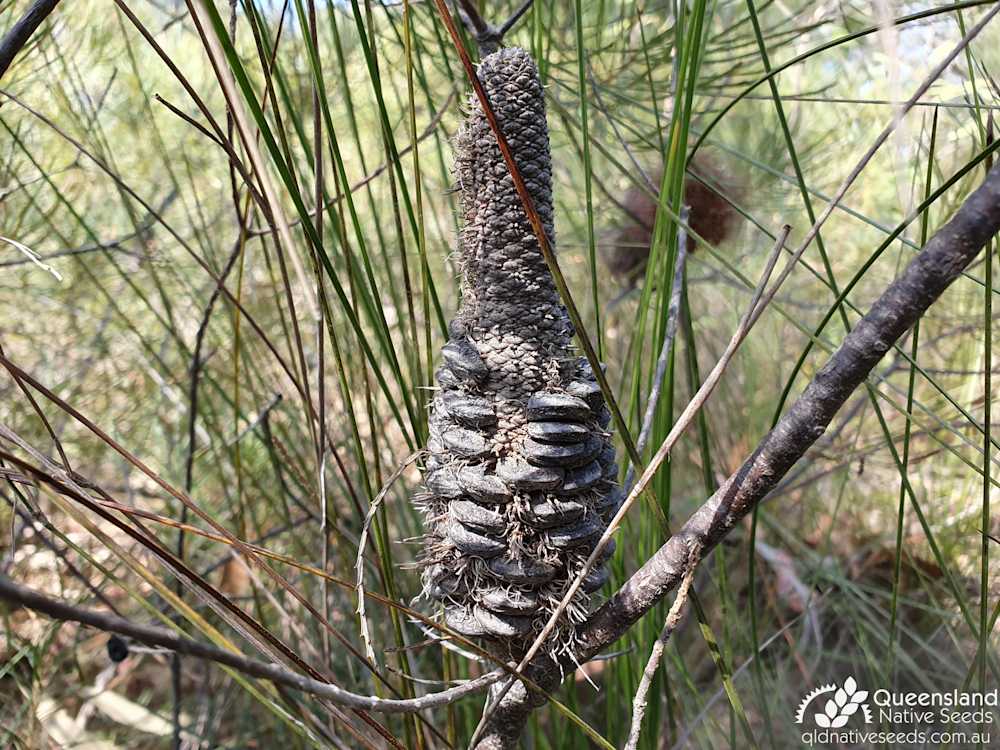 Banksia spinulosa var. spinulosa "Hairpin Banksia" - Plant Profiles ...