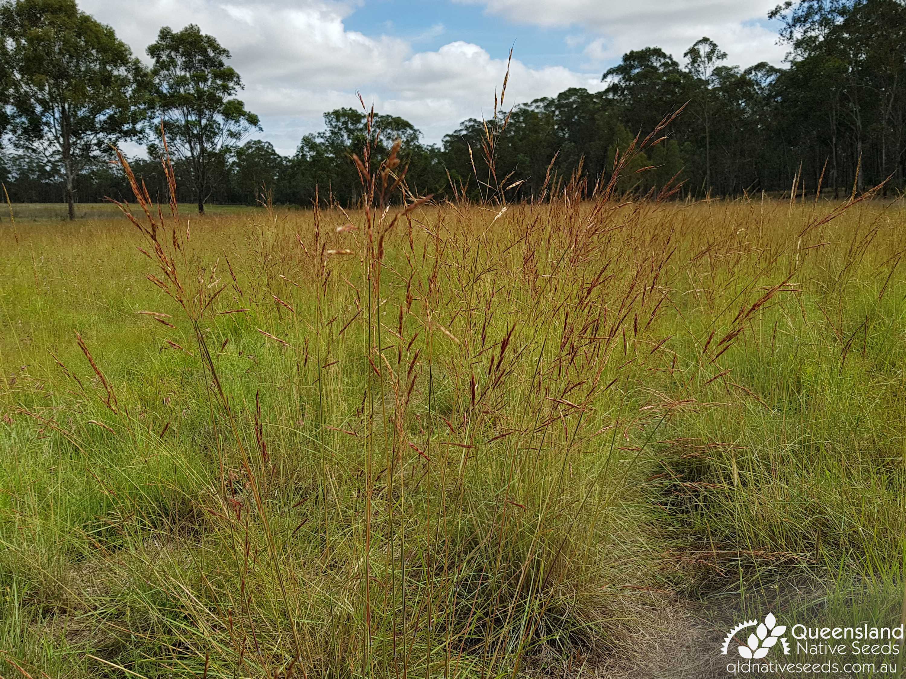 Sarga leiocladum "Native Sorghum" - Plant Profiles - Queensland Native ...