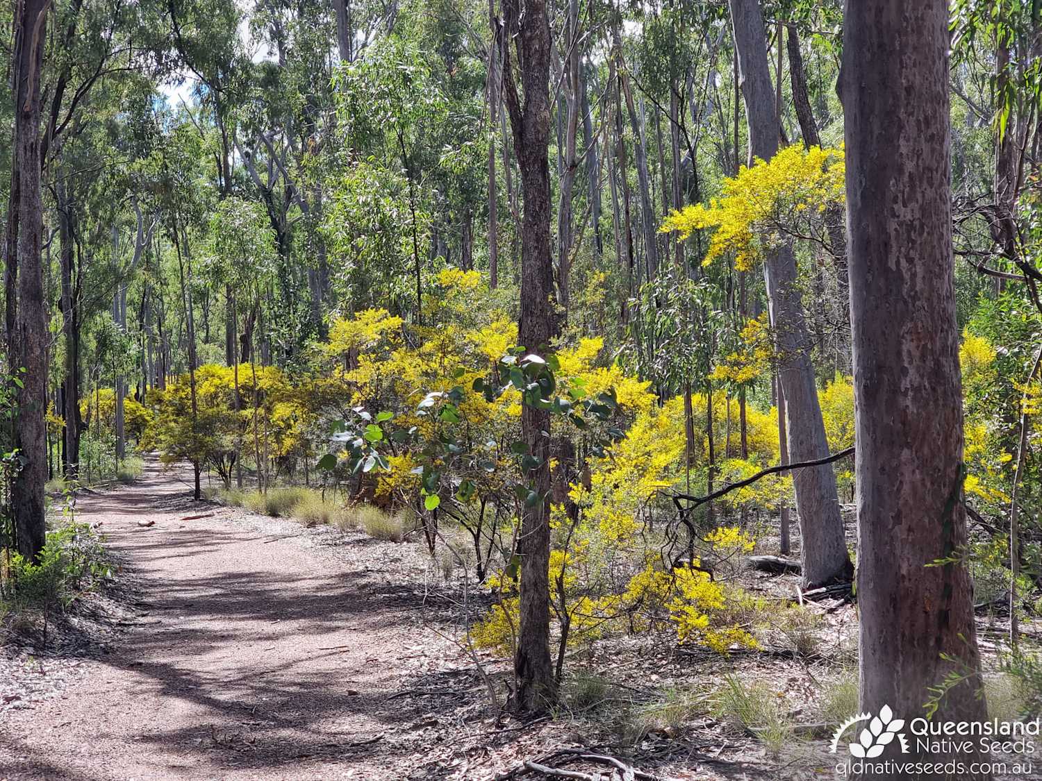 Acacia ixiophylla "Sticky Wattle" - Plant Profiles - Queensland Native ...
