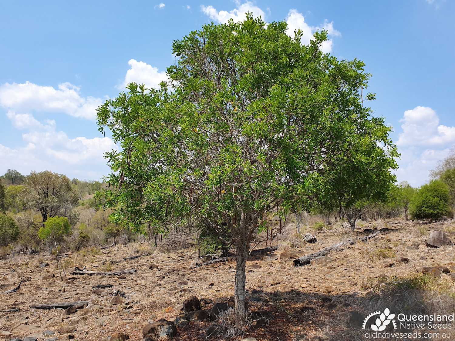 Cassia tomentella "Velvet Bean Tree" - Plant Profiles - Queensland ...