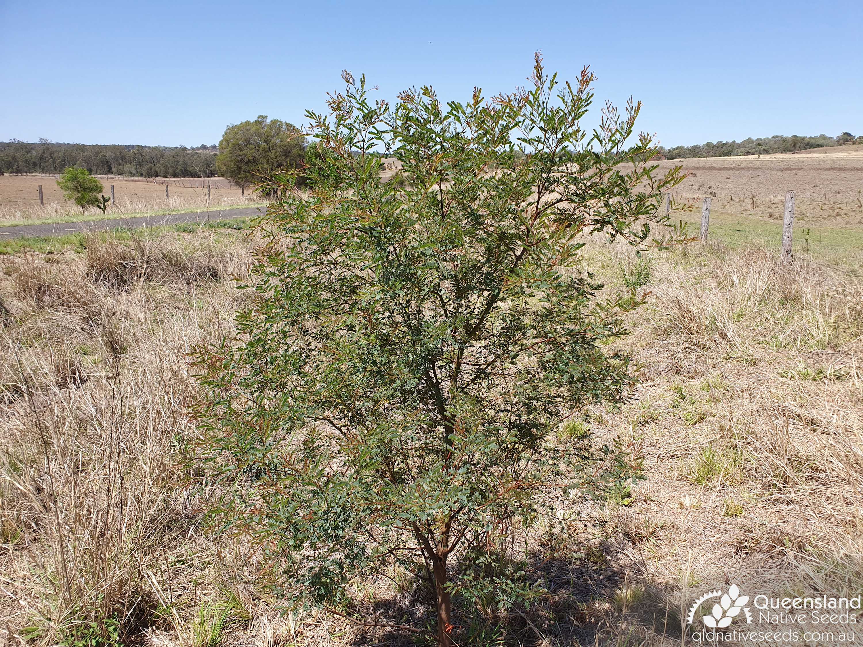 Acacia pustula - Plant Profiles - Queensland Native Seeds