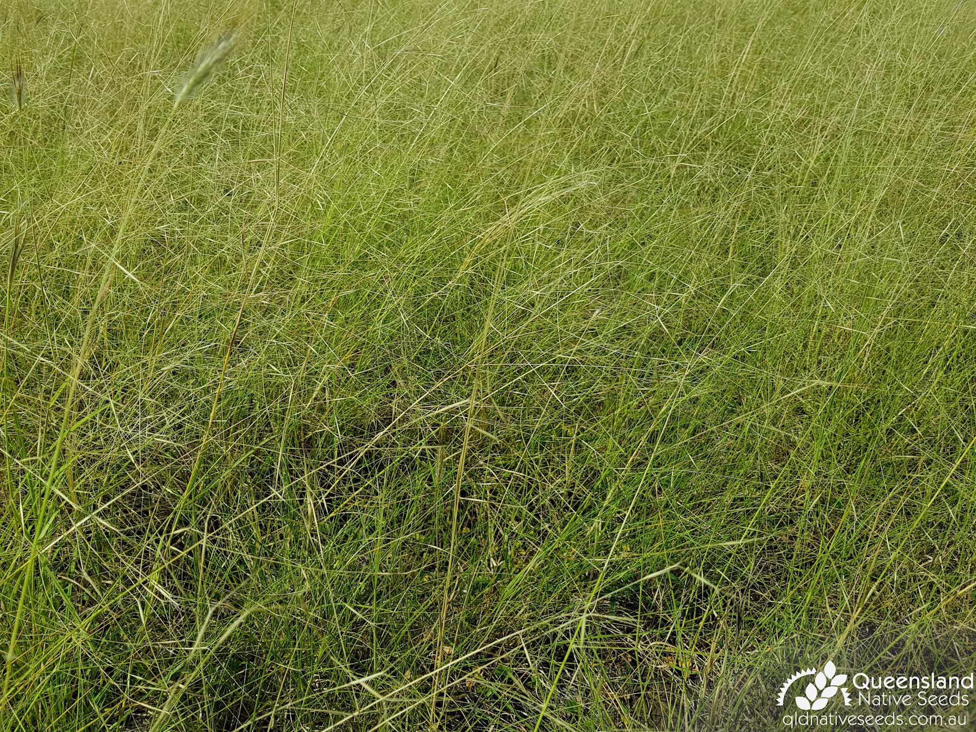 Aristida leptopoda "White Speargrass" - Plant Profiles - Queensland ...