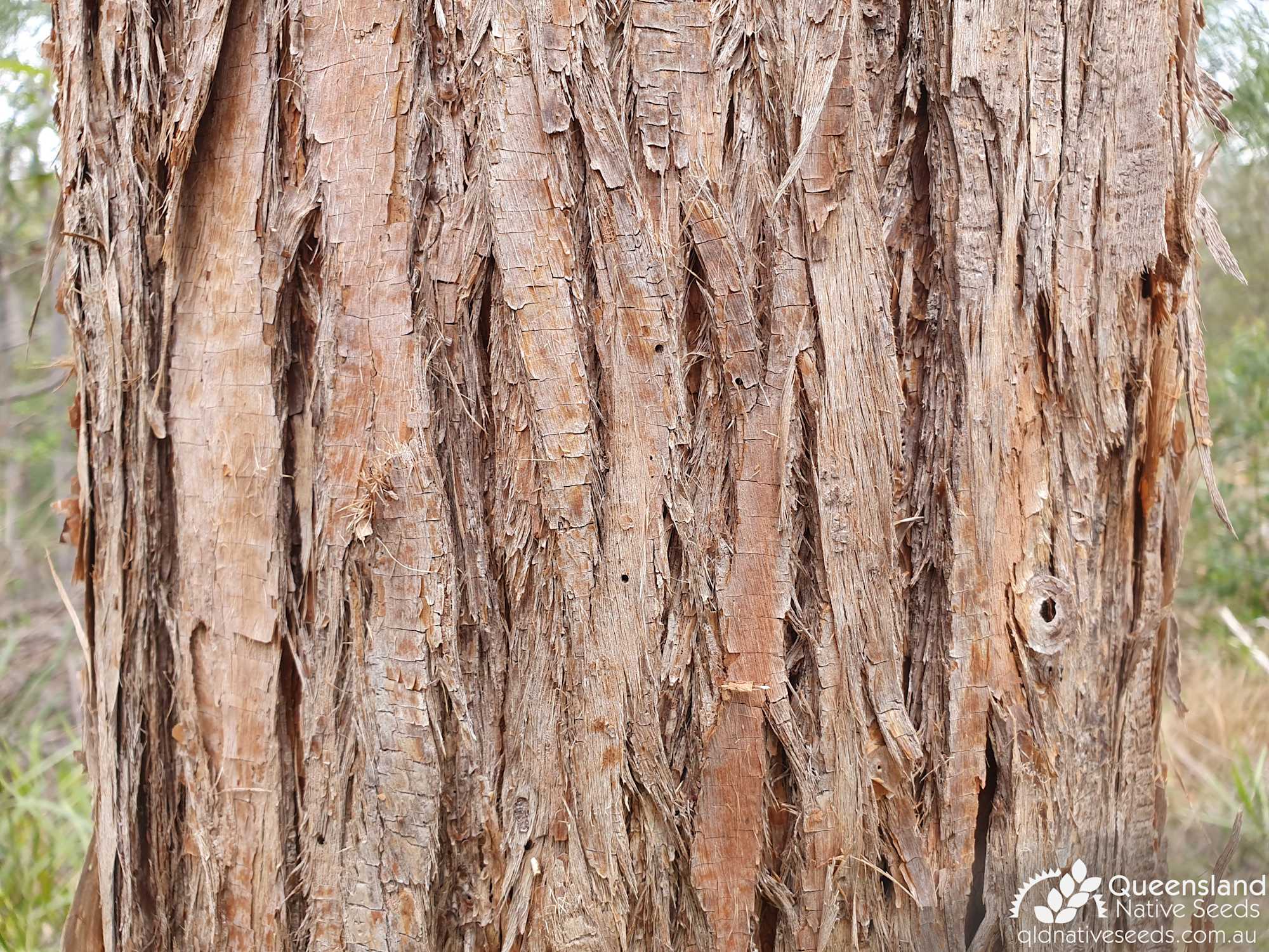 Eucalyptus acmenoides "Yellow Stringybark" - Plant Profiles ...