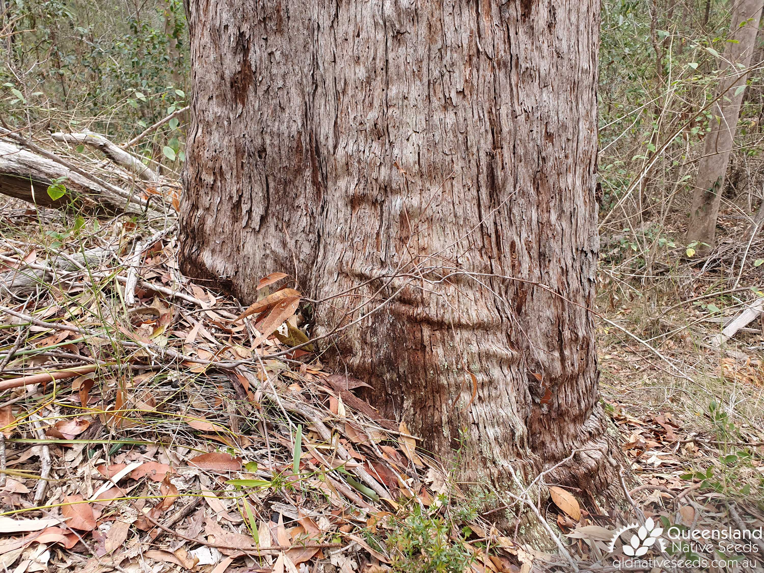 Eucalyptus acmenoides "Yellow Stringybark" - Plant Profiles ...