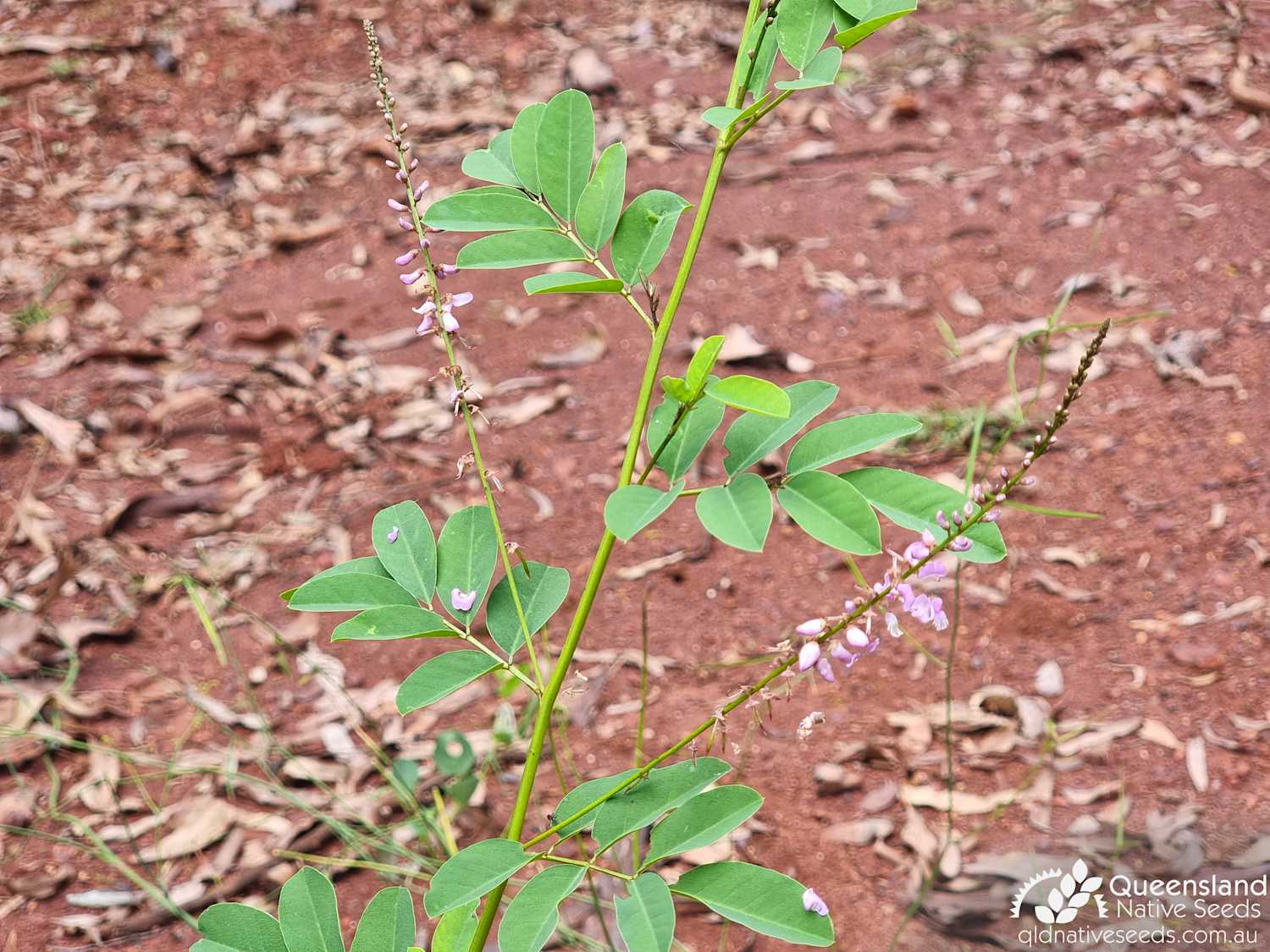 Indigofera australis "Australian Indigo" - Plant Profiles - Queensland ...