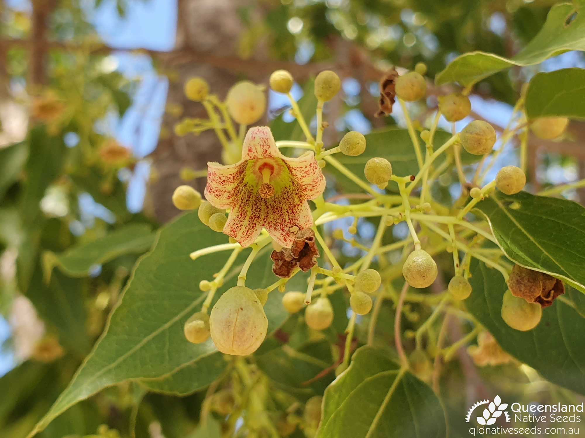 Brachychiton populneus "Kurrajong" - Plant Profiles - Queensland Native ...