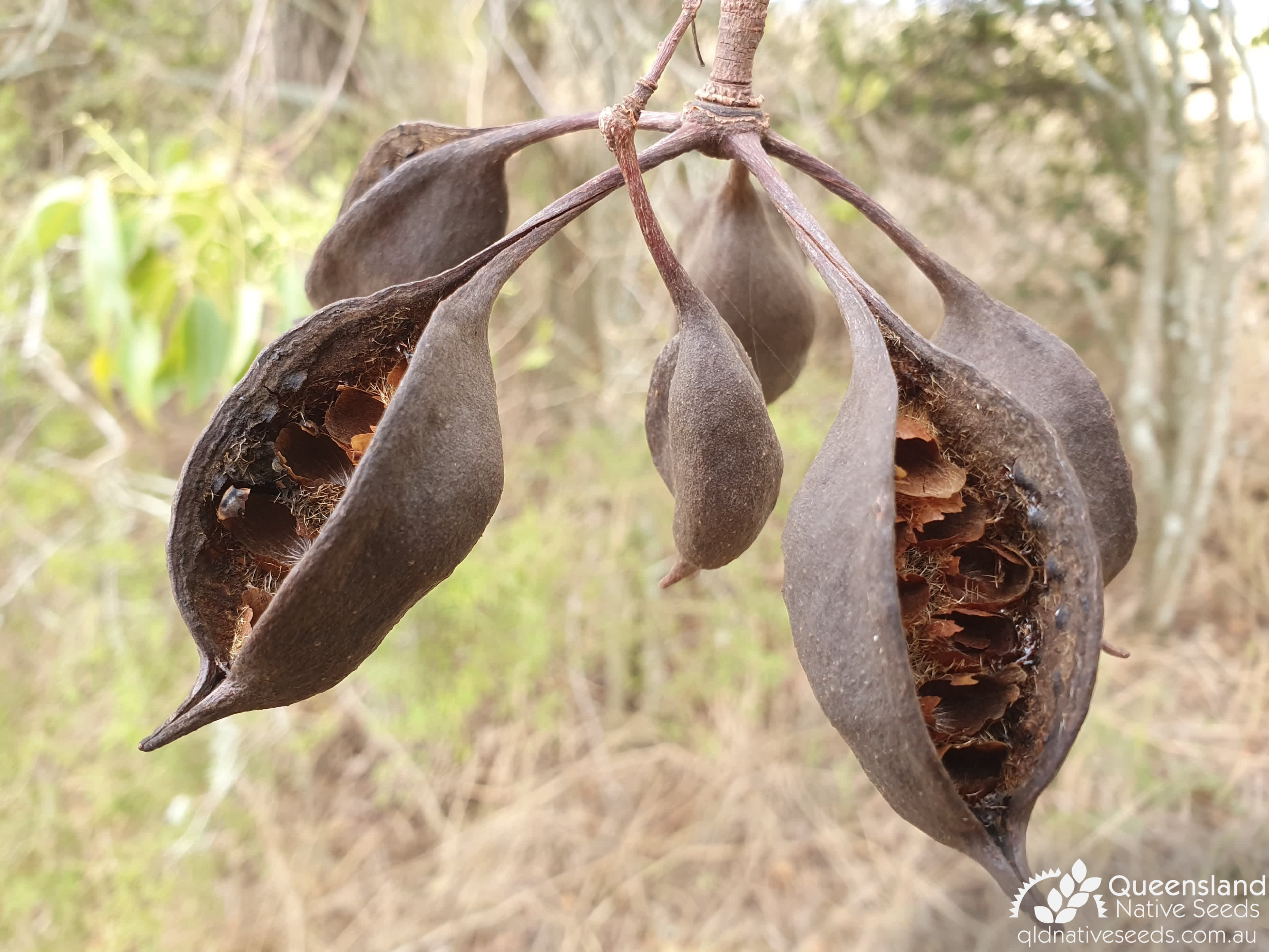 Brachychiton populneus "Kurrajong" - Plant Profiles - Queensland Native ...