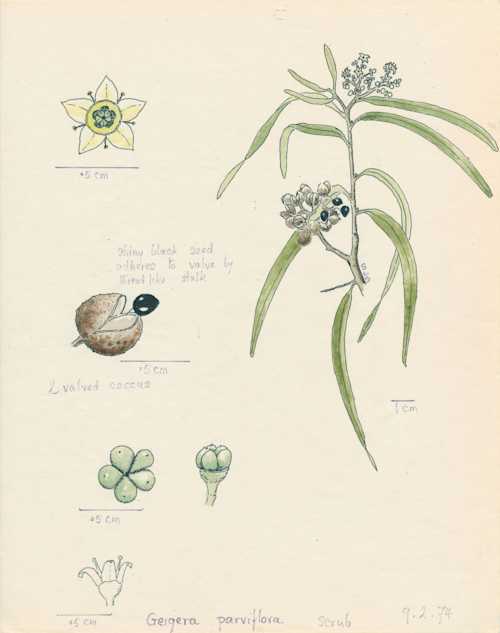 Geijera parviflora "Wilga " - Plant Profiles - Queensland Native Seeds