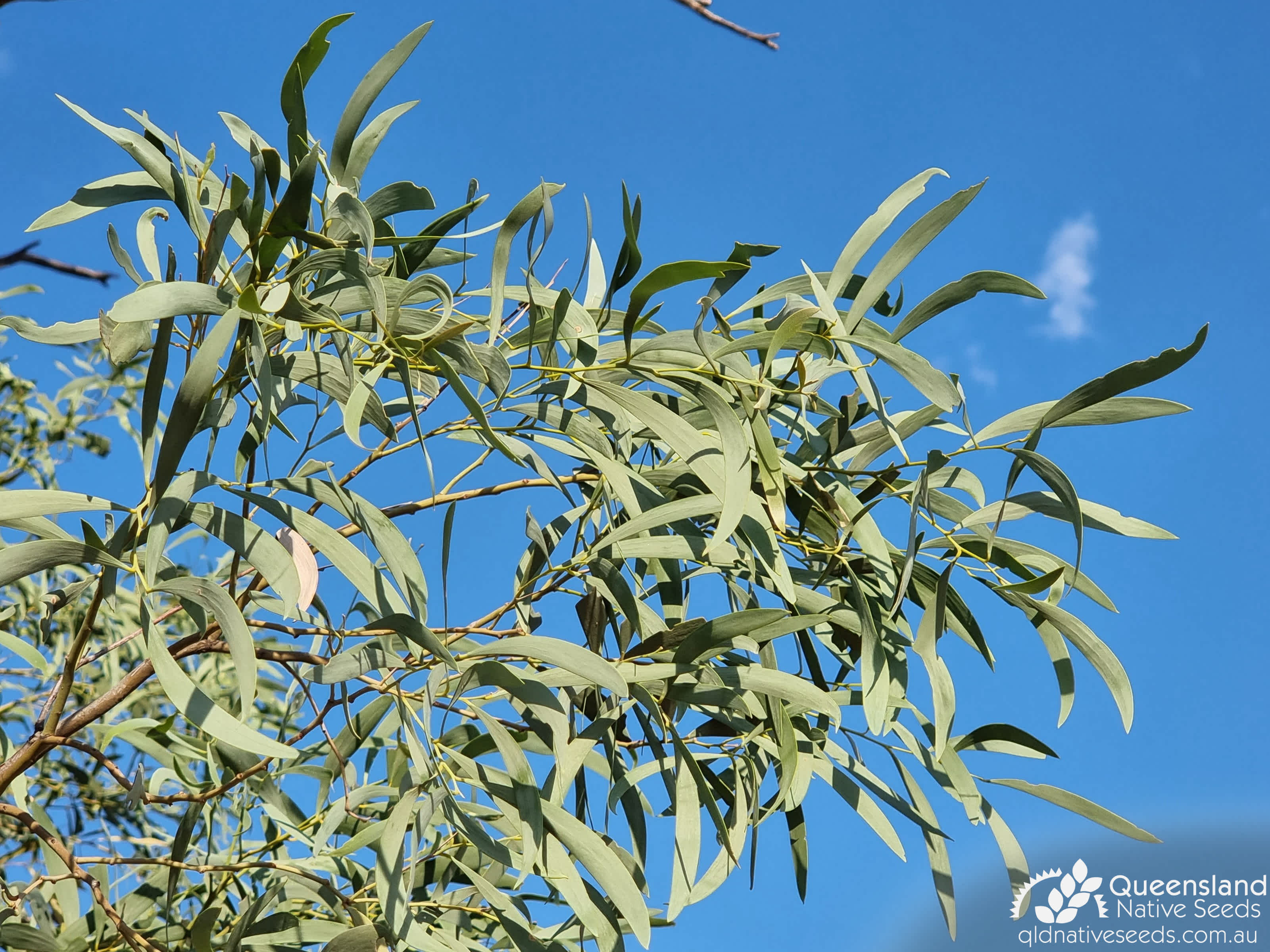 Acacia cambagei "Gidgee" - Plant Profiles - Queensland Native Seeds