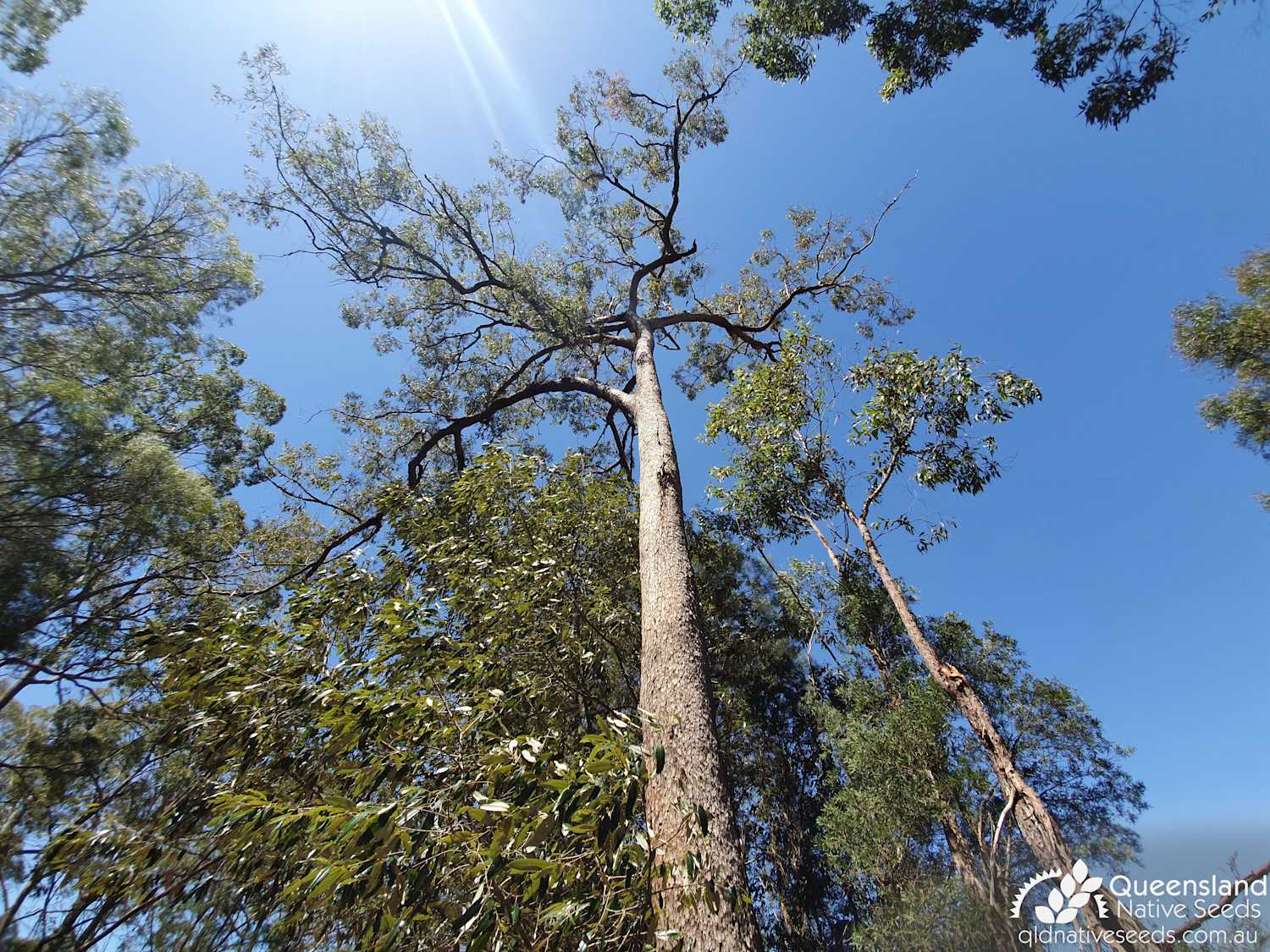 Corymbia trachyphloia "Brown Bloodwood" - Plant Profiles - Queensland ...