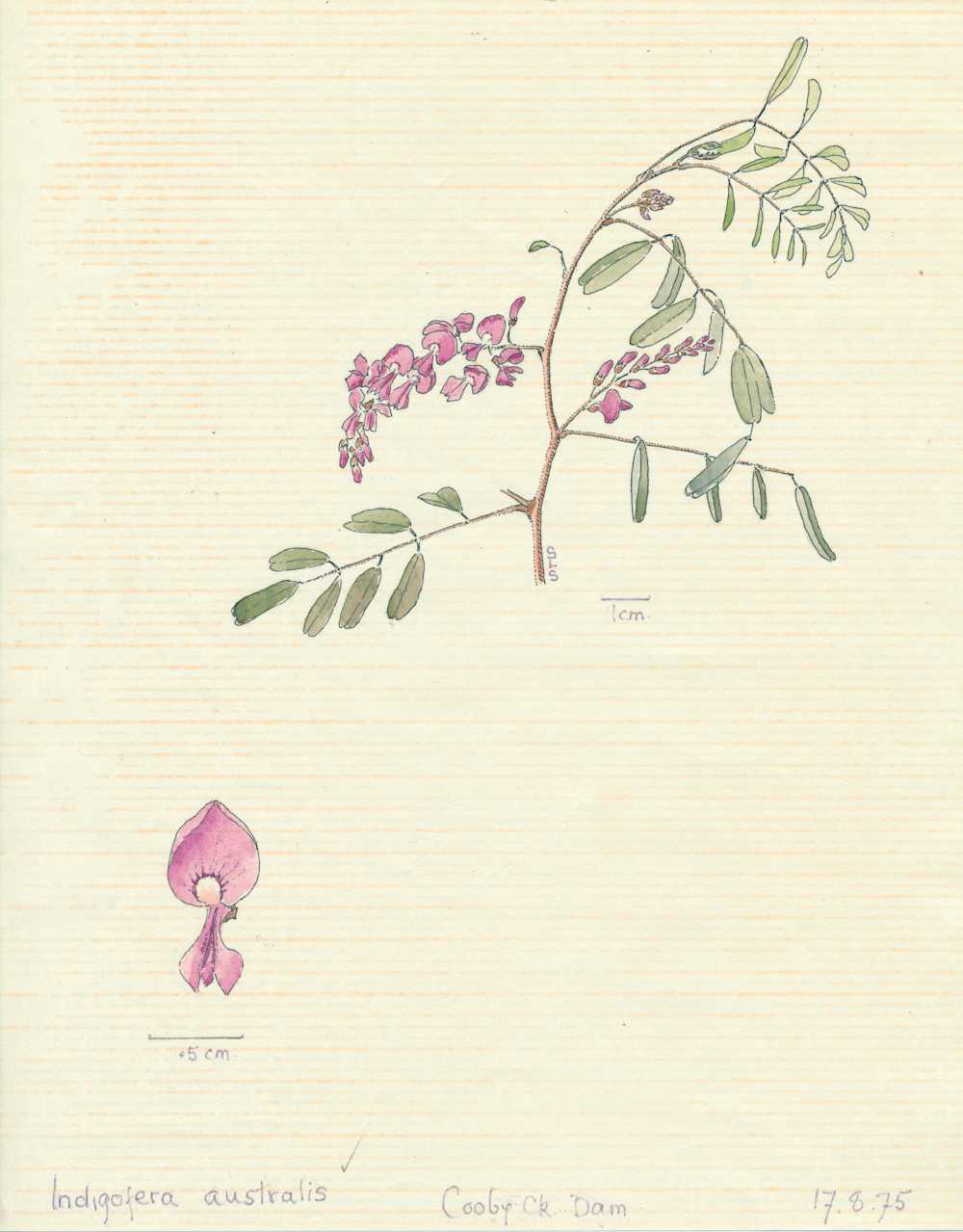 Indigofera australis "Australian Indigo" - Plant Profiles - Queensland ...