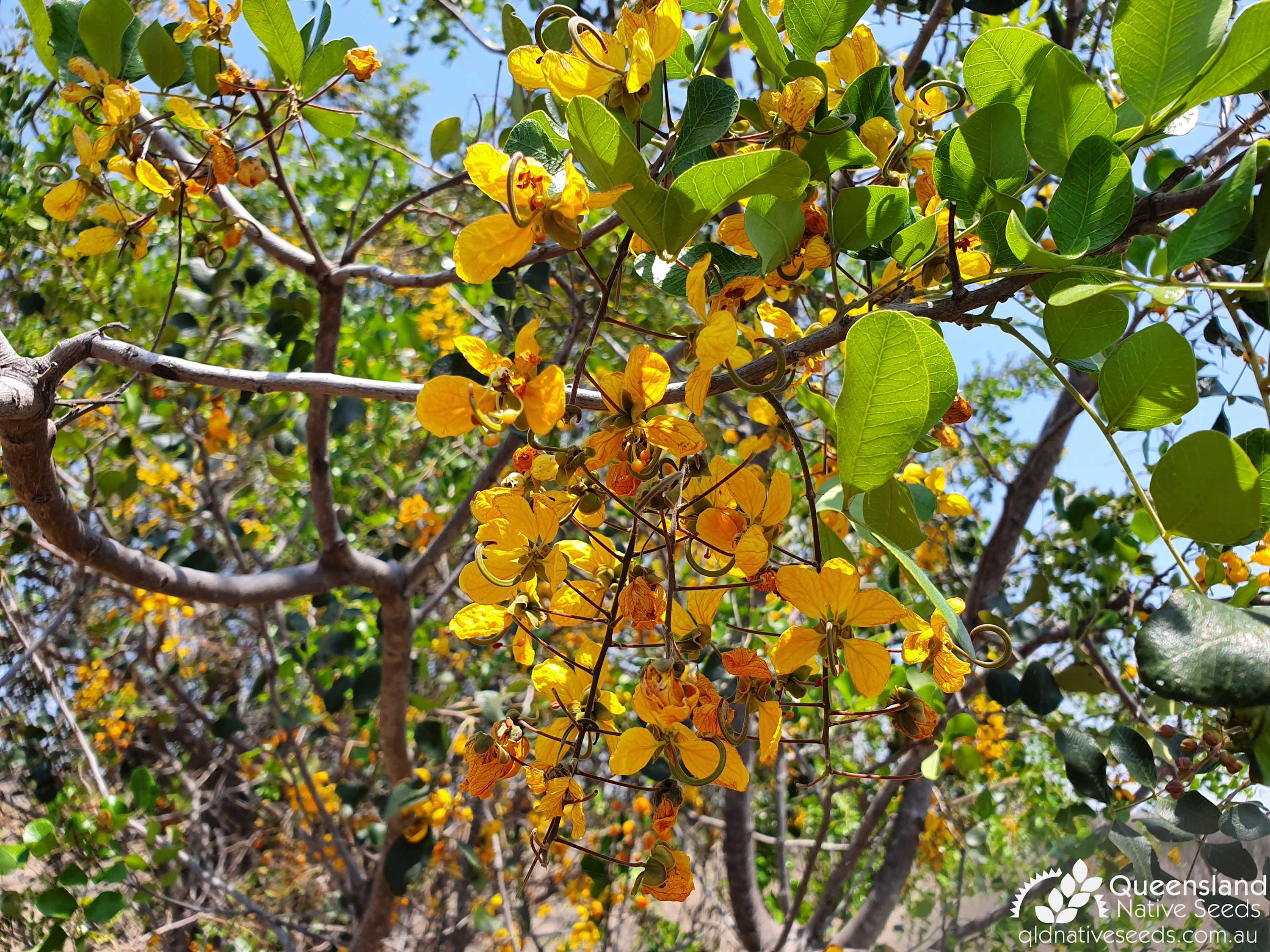 Cassia tomentella "Velvet Bean Tree" - Plant Profiles - Queensland ...