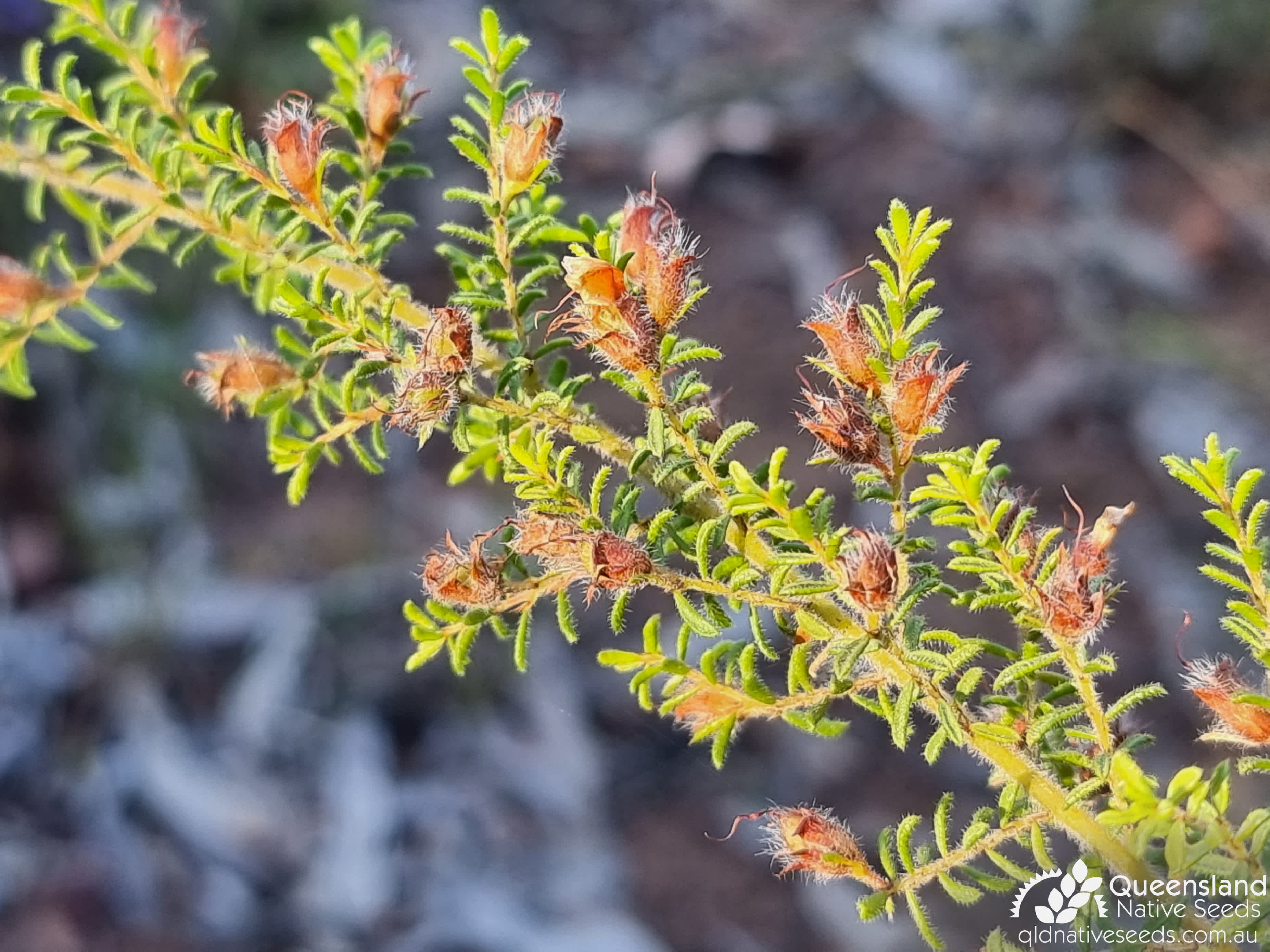 Pultenaea villosa "Hairy Bush-Pea" - Plant Profiles - Queensland Native ...