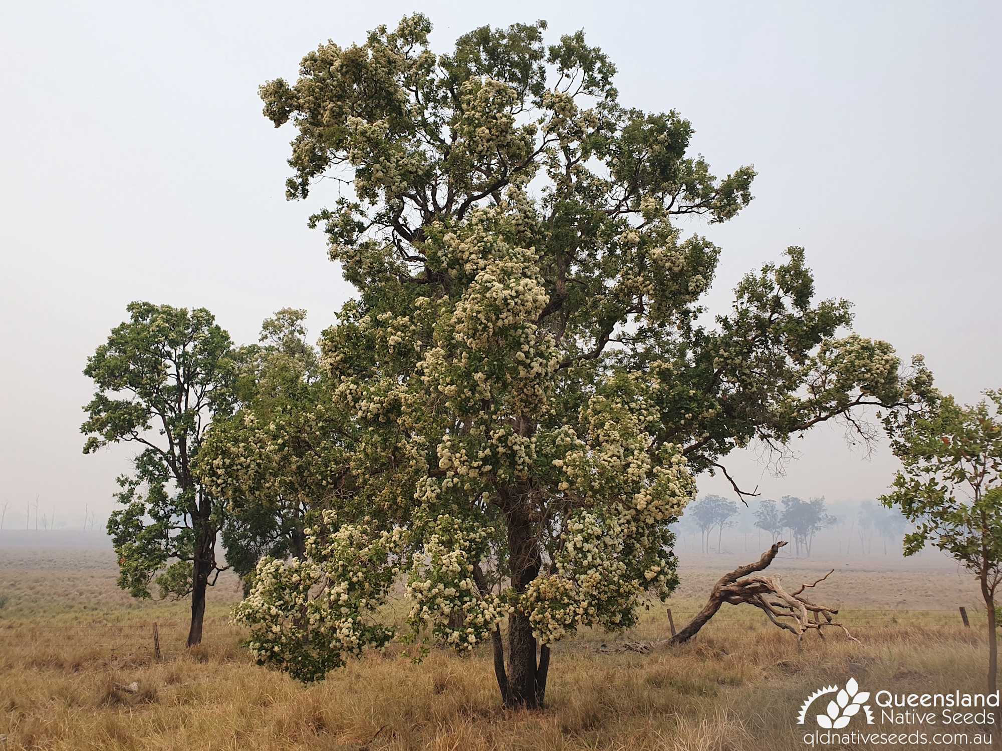 Angophora subvelutina "Broad-Leaved Apple" - Plant Profiles ...