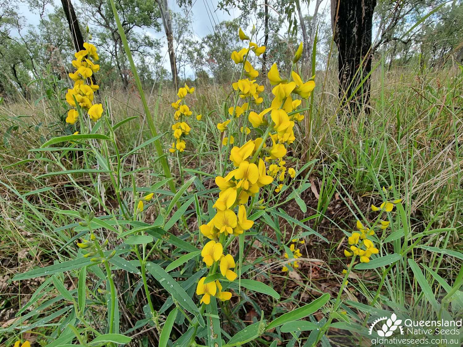 Crotalaria mitchellii subsp. laevis - Plant Profiles - Queensland ...