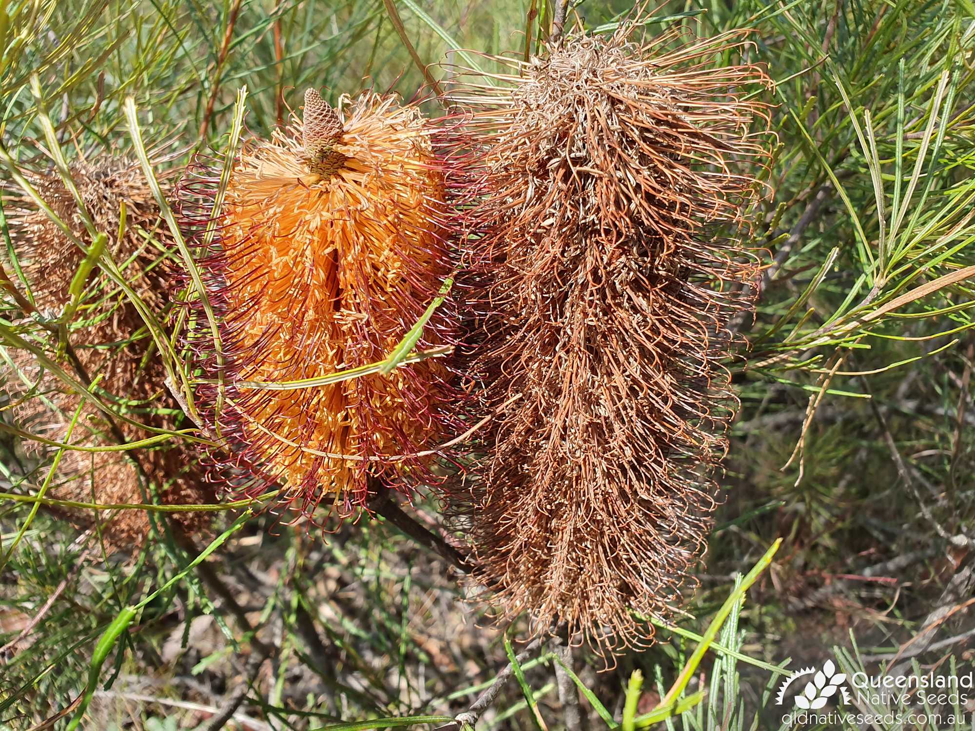 Banksia spinulosa var. spinulosa "Hairpin Banksia" - Plant Profiles ...