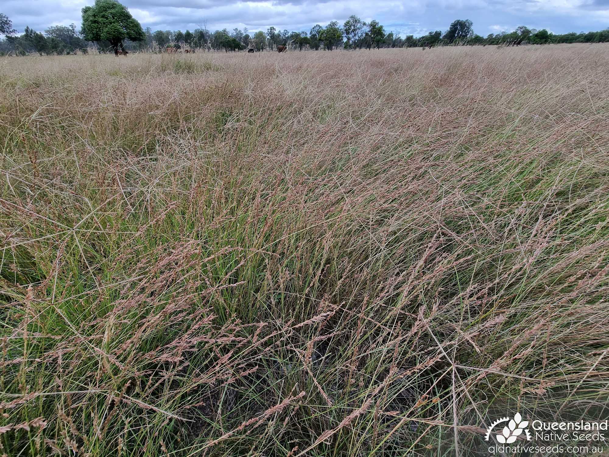 Eragrostis elongata "Clustered Lovegrass" - Plant Profiles - Queensland ...