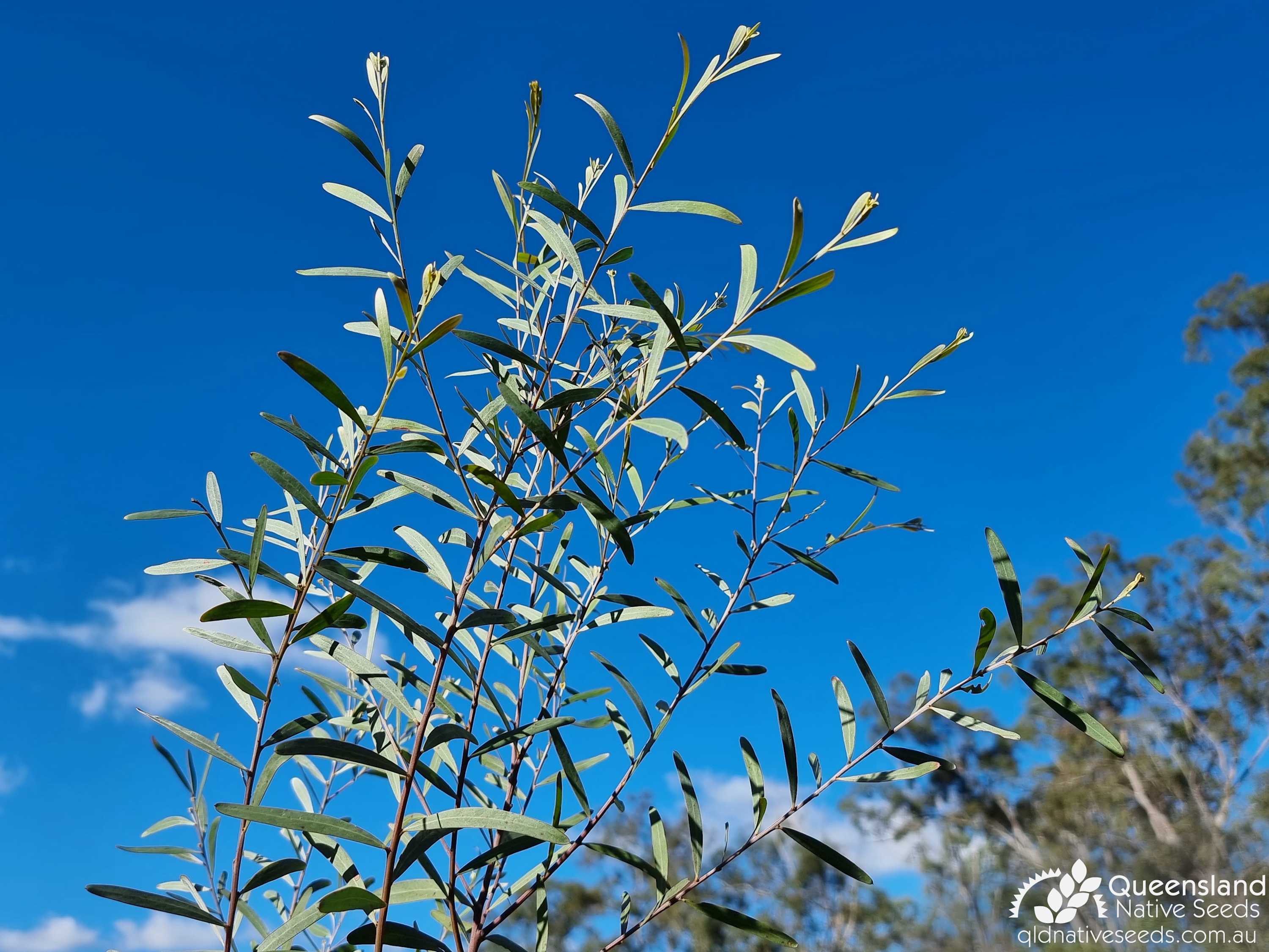 Acacia polifolia - Plant Profiles - Queensland Native Seeds