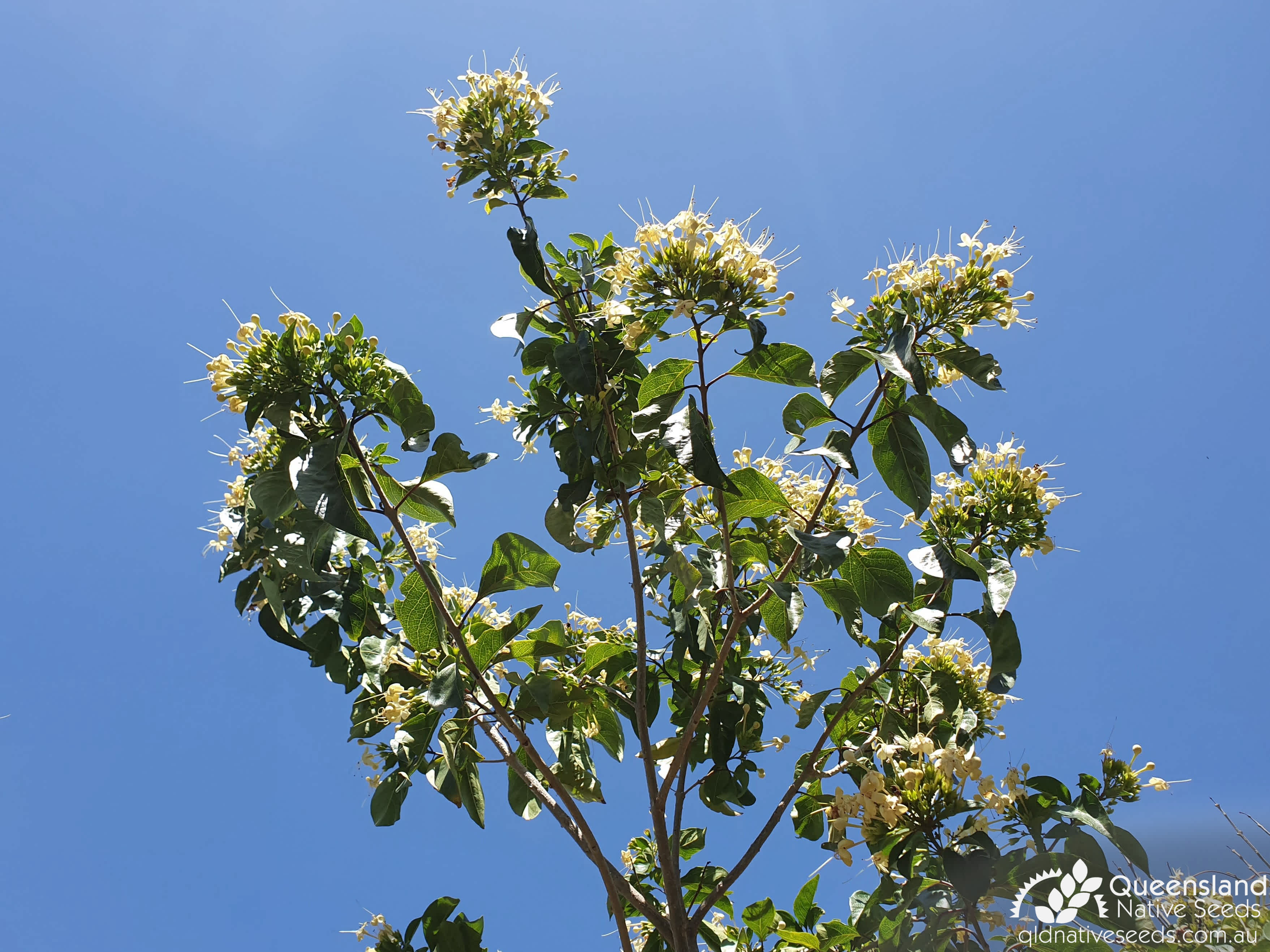 Clerodendrum floribundum "Lolly Bush" - Plant Profiles - Queensland ...