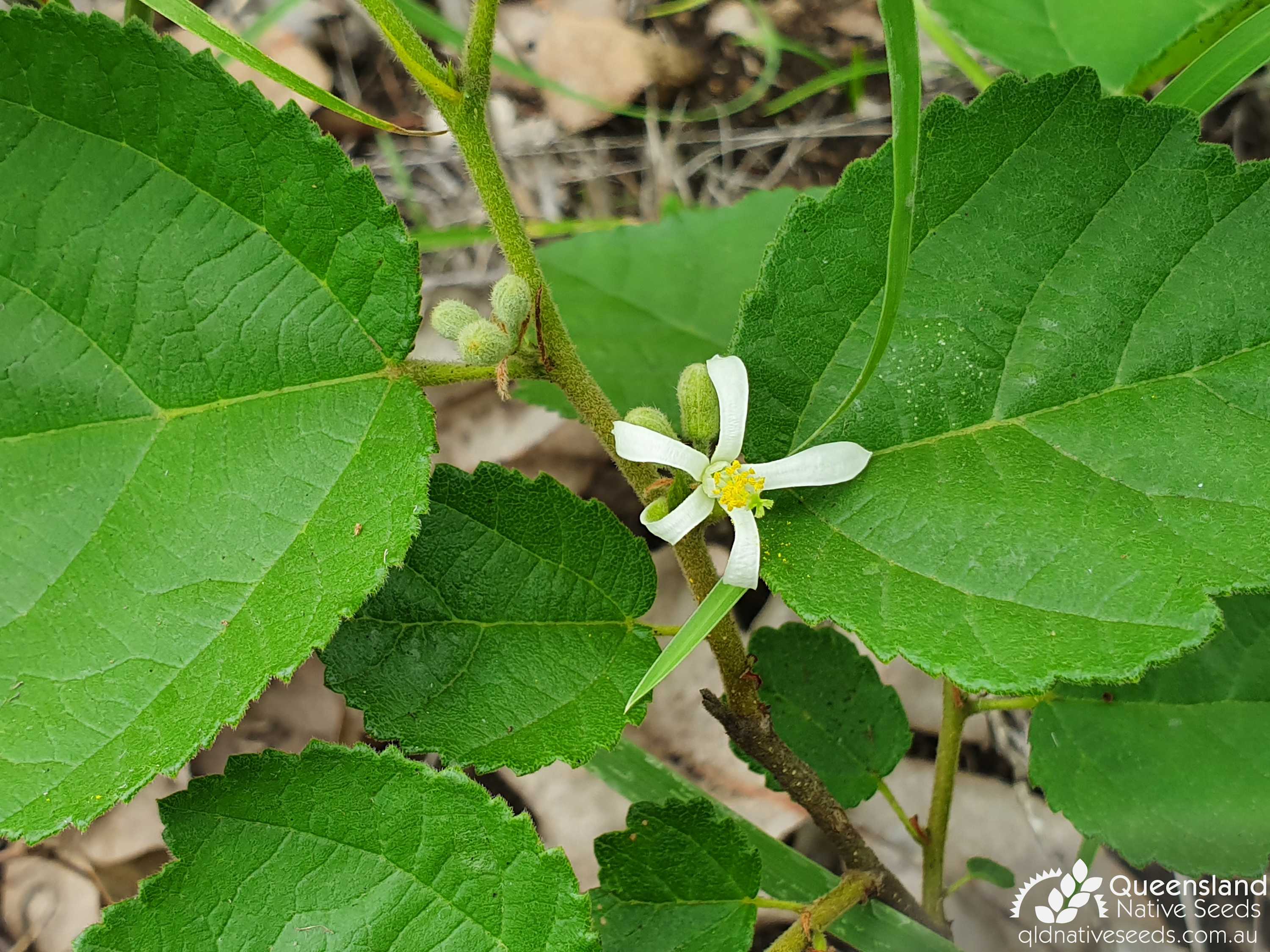 Grewia latifolia "Dogs Balls" - Plant Profiles - Queensland Native Seeds