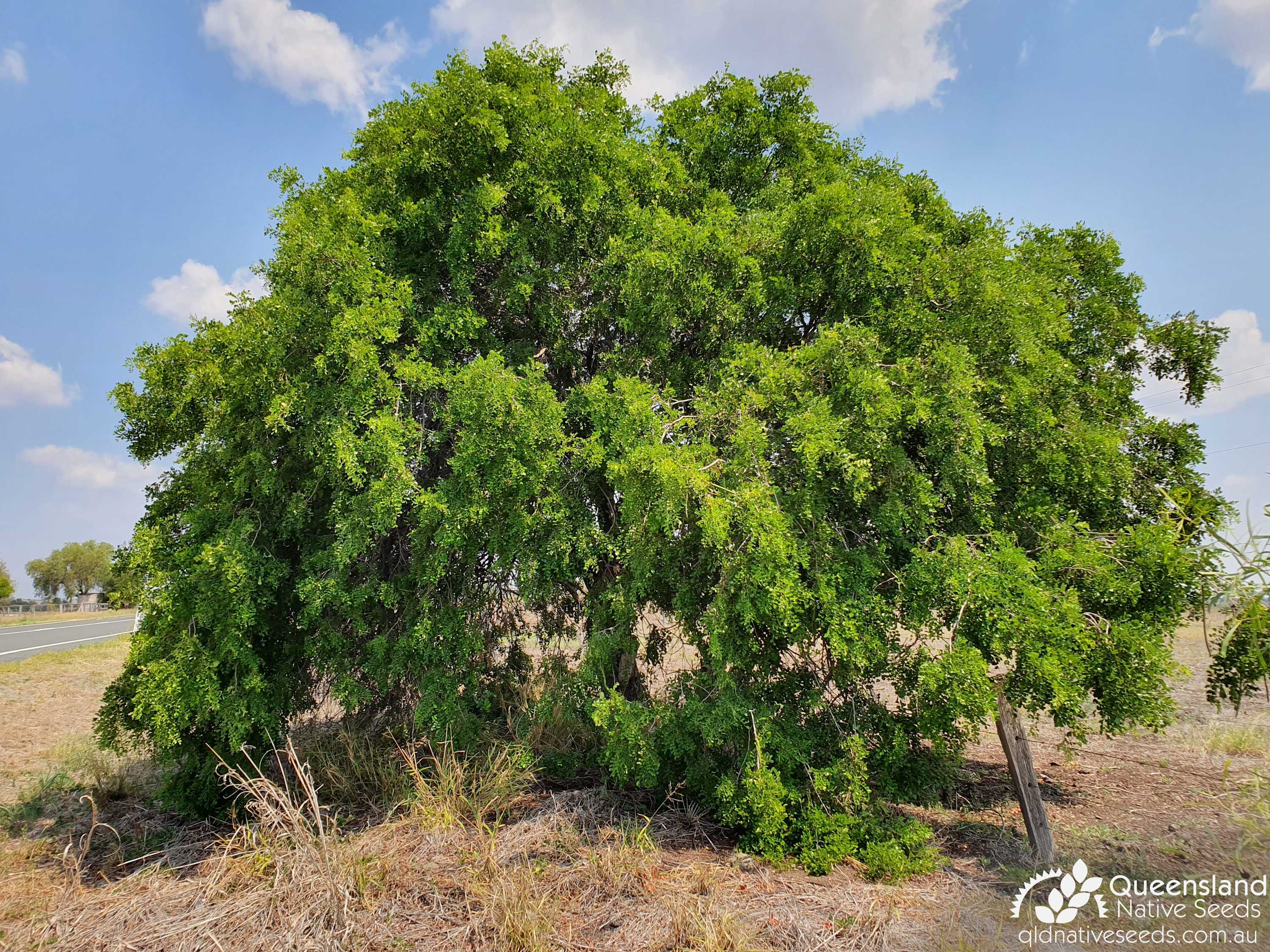 Cassia tomentella "Velvet Bean Tree" - Plant Profiles - Queensland ...