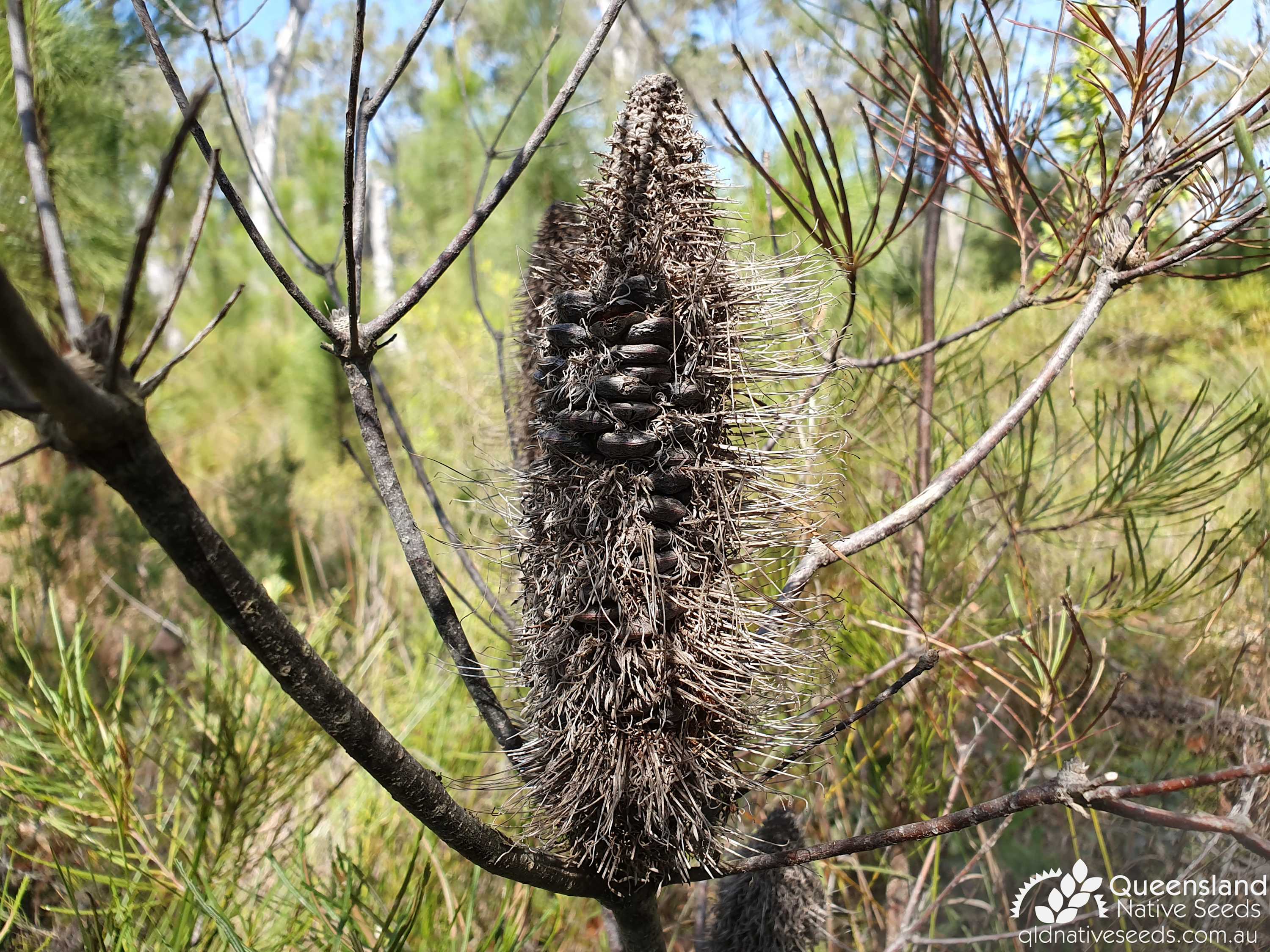 Banksia spinulosa var. spinulosa "Hairpin Banksia" - Plant Profiles ...