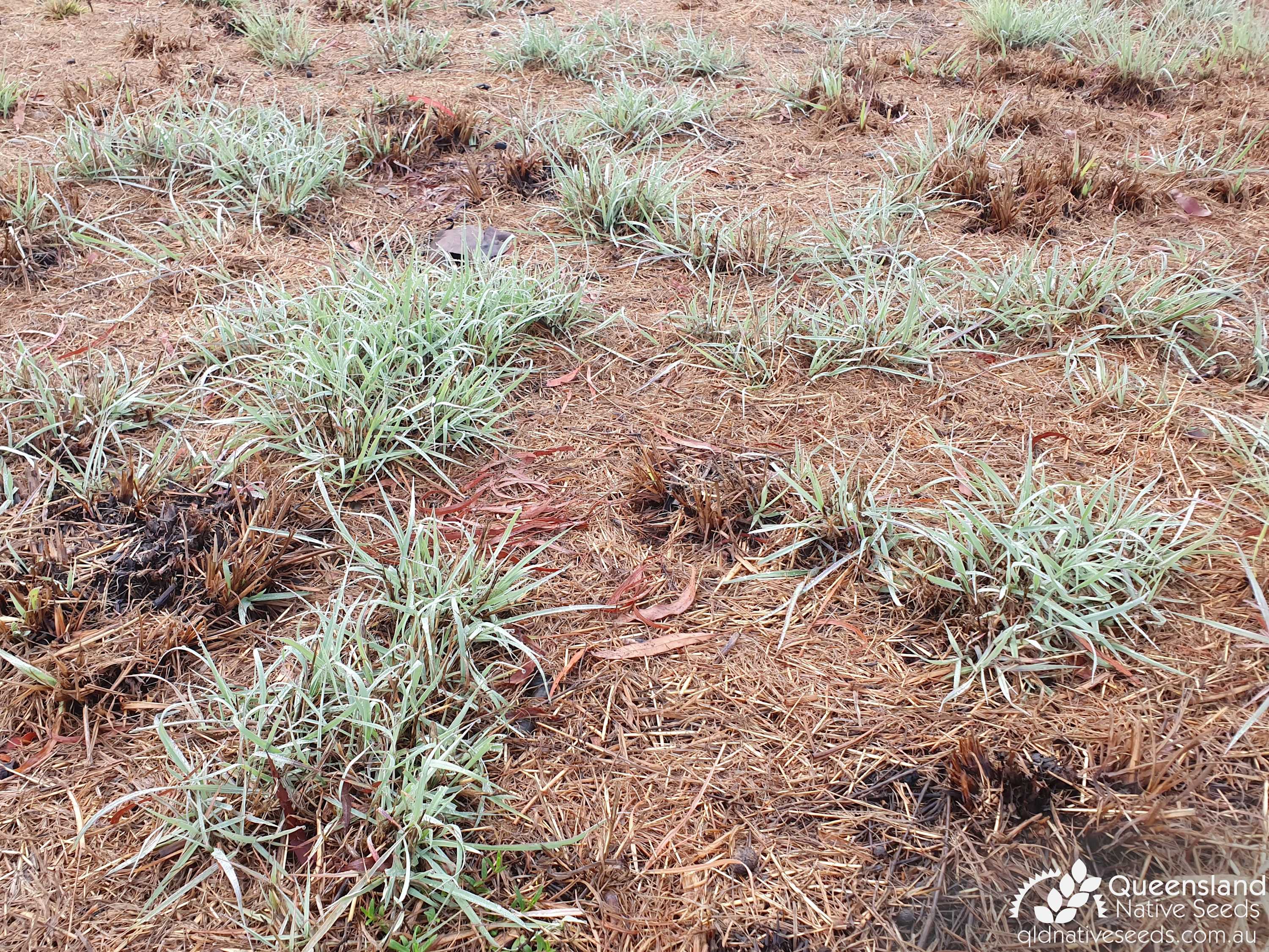 Bothriochloa bladhii subsp. bladhii "Forest Bluegrass" - Plant Profiles ...
