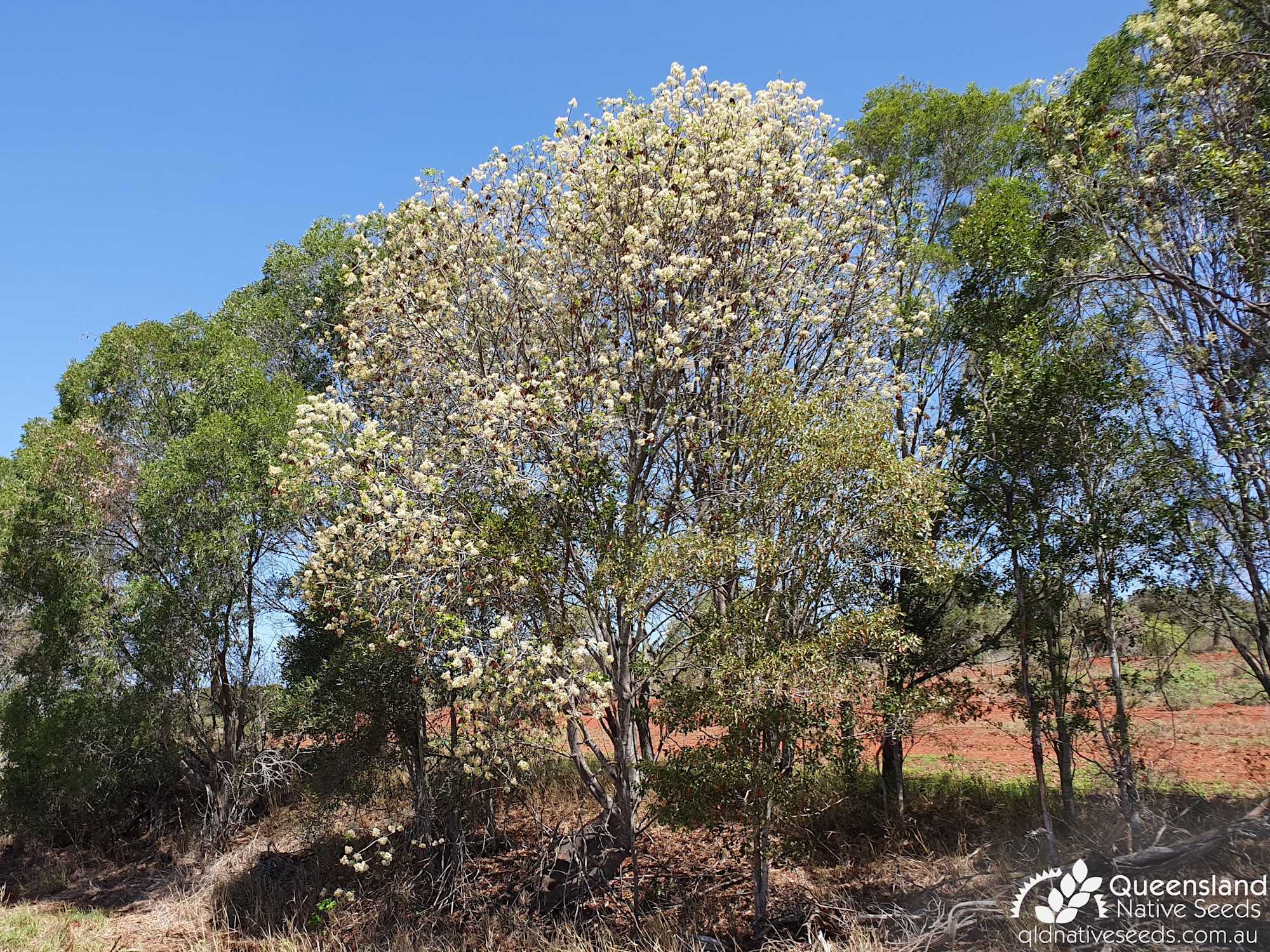 Flindersia australis "Crows Ash" - Plant Profiles - Queensland Native Seeds