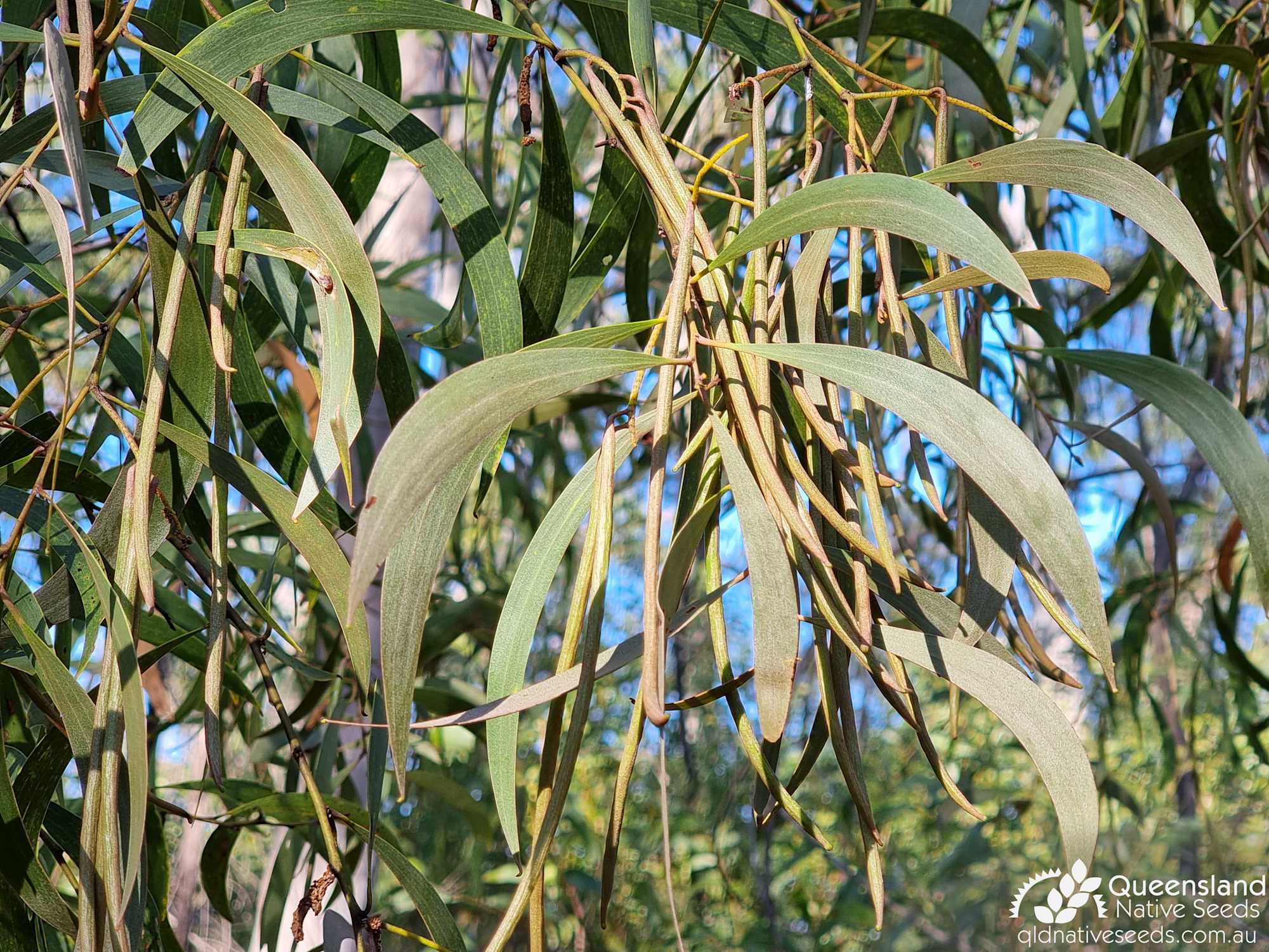 Acacia julifera - Plant Profiles - Queensland Native Seeds