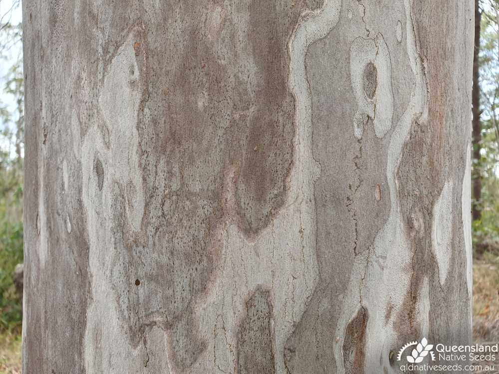 Corymbia citriodora subsp. variegata "Spotted Gum" - Plant Profiles ...