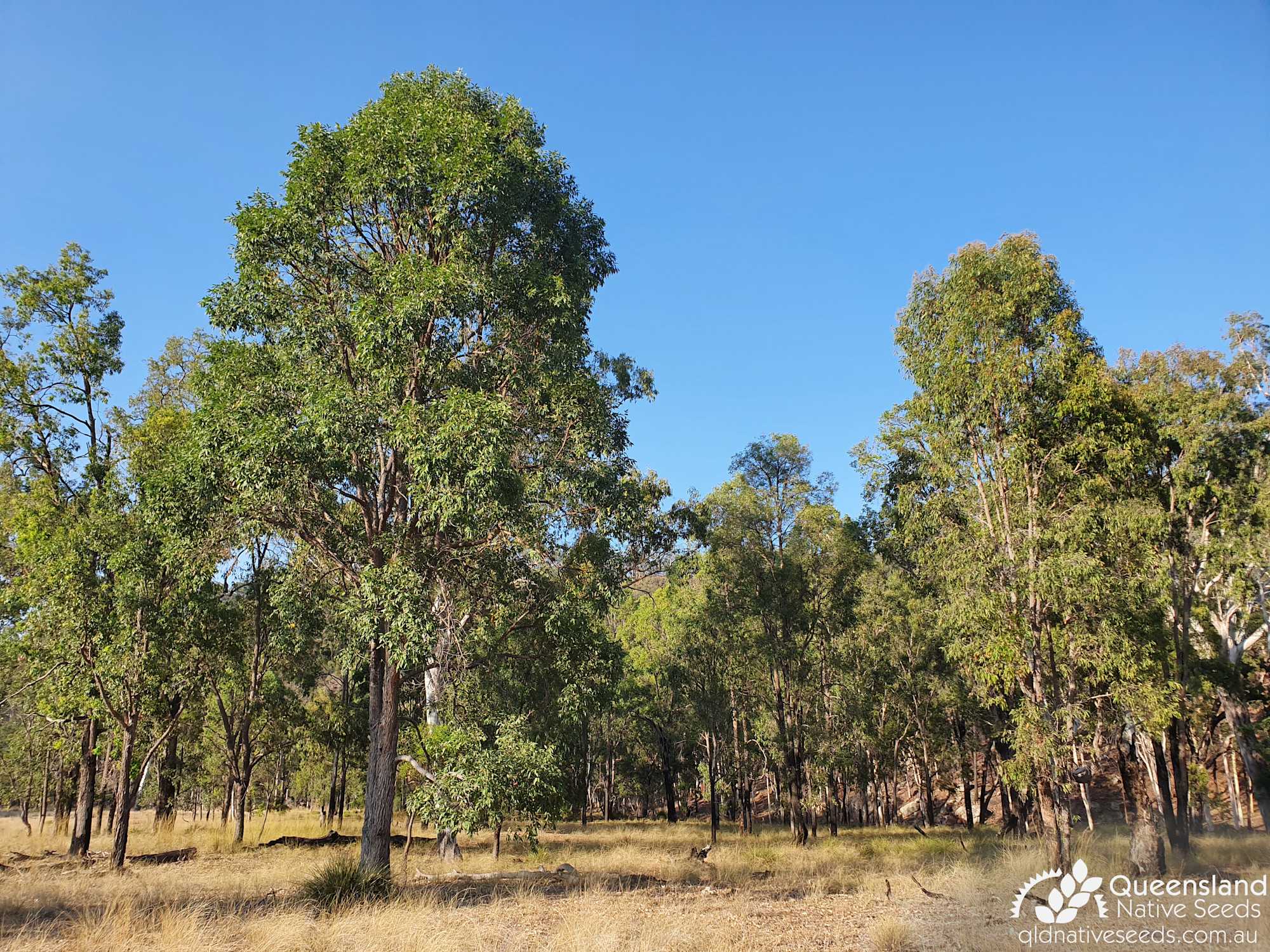Angophora floribunda "Apple" - Plant Profiles - Queensland Native Seeds