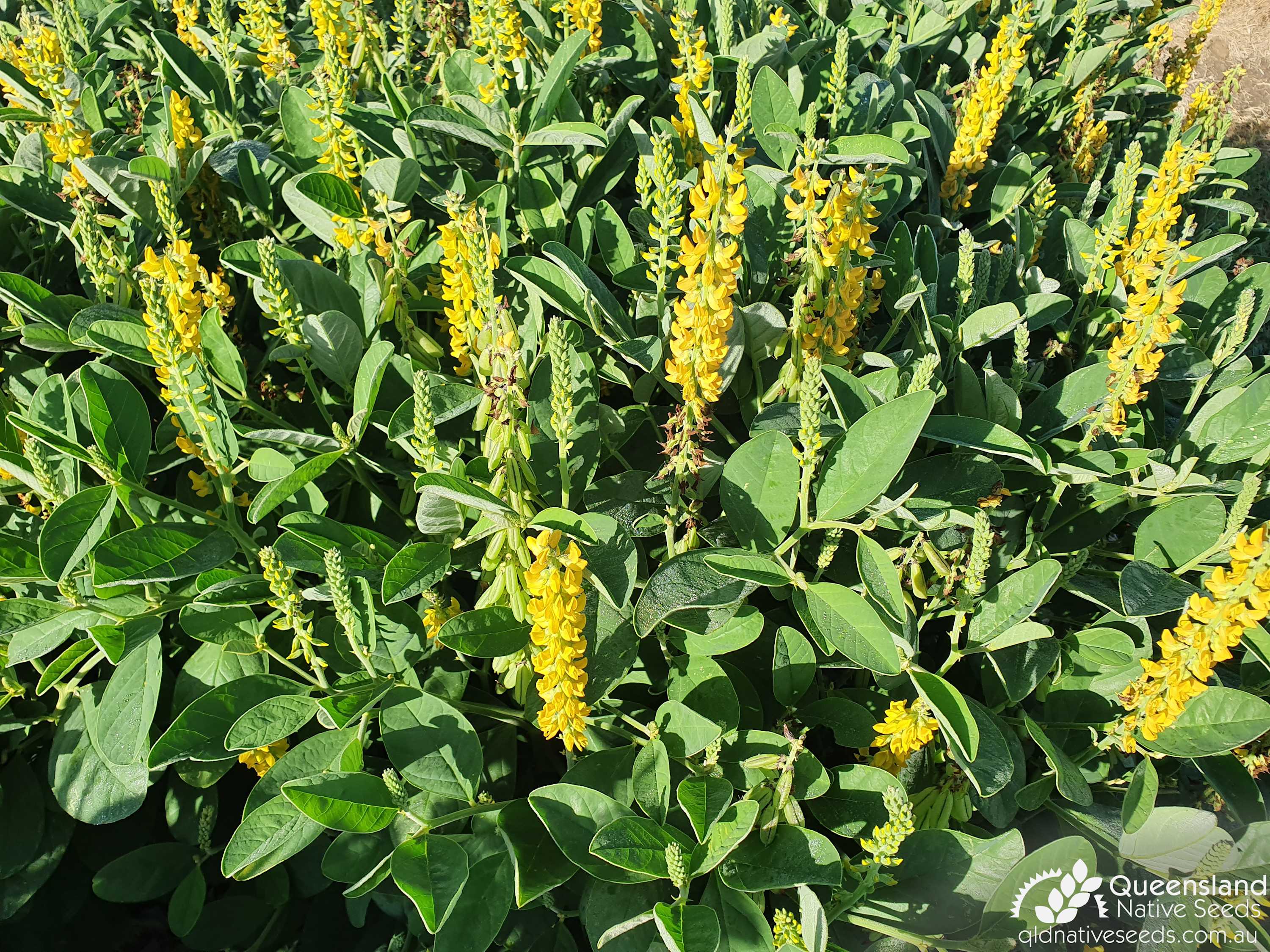 Crotalaria mitchellii subsp. mitchellii "Yellow Rattlepod" - Plant ...