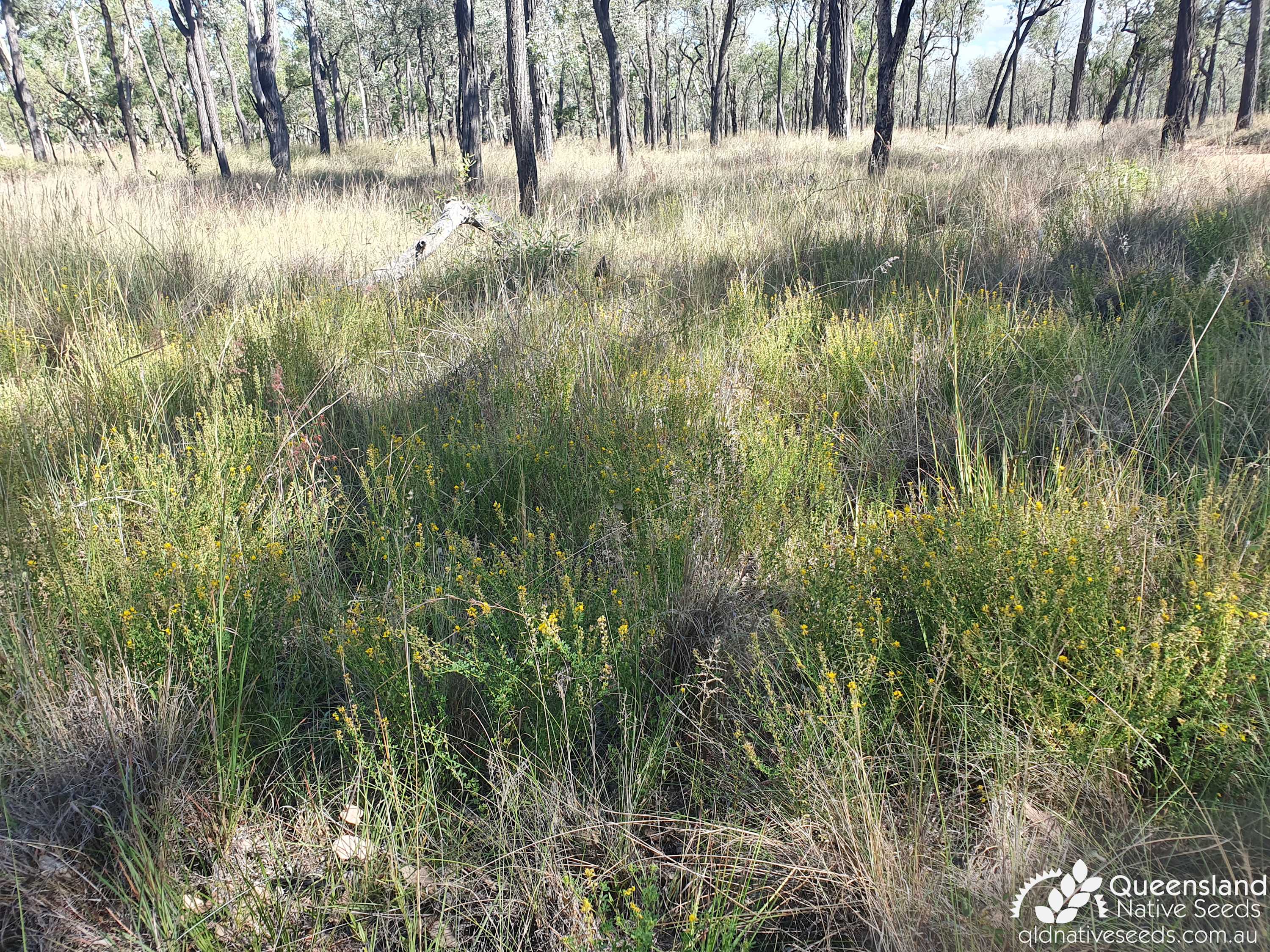 Crotalaria medicaginea var. medicaginea "Trefoil Rattlepod" - Plant ...