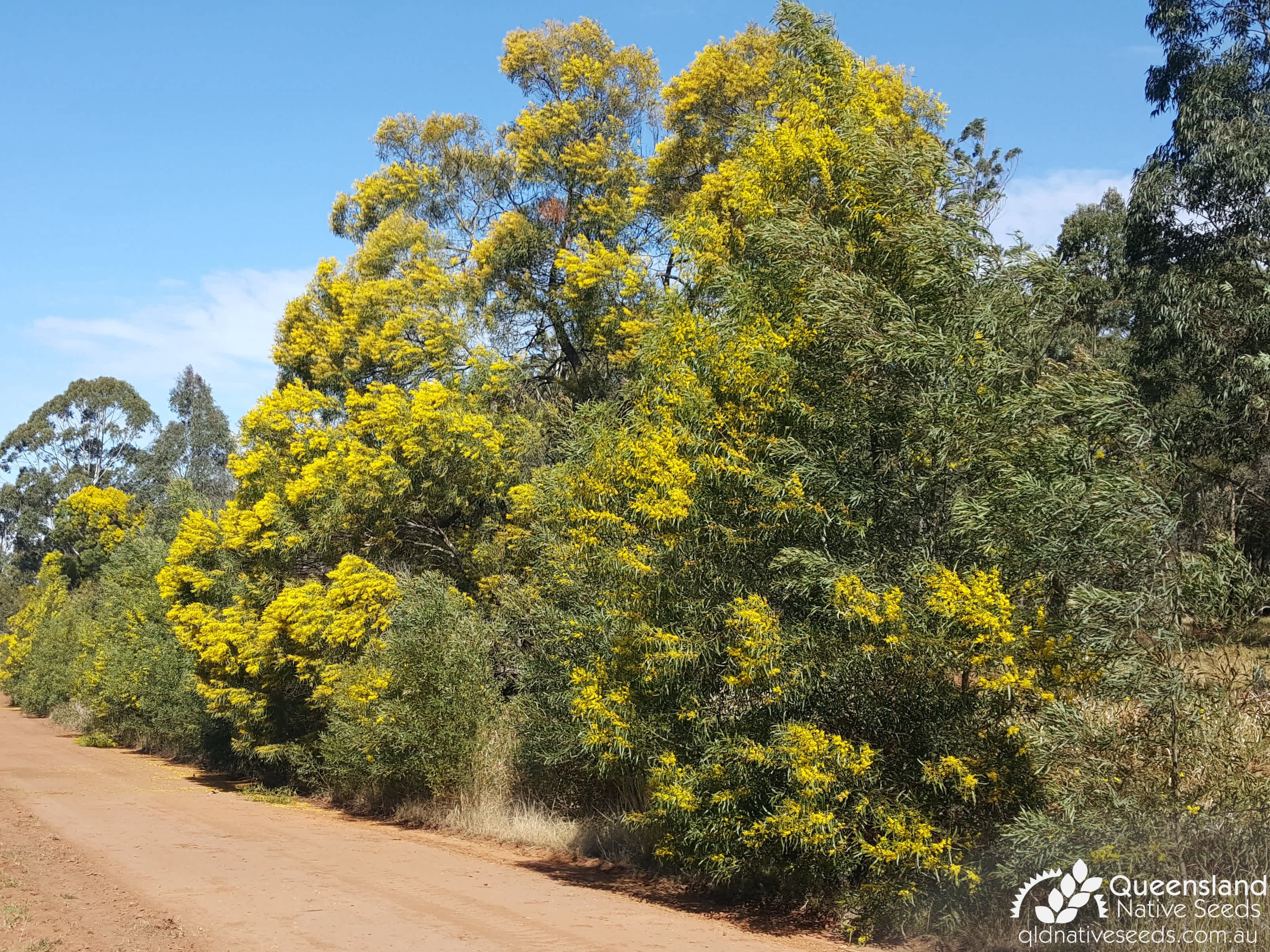 Acacia neriifolia "Oleander-Leaved Wattle" - Plant Profiles ...