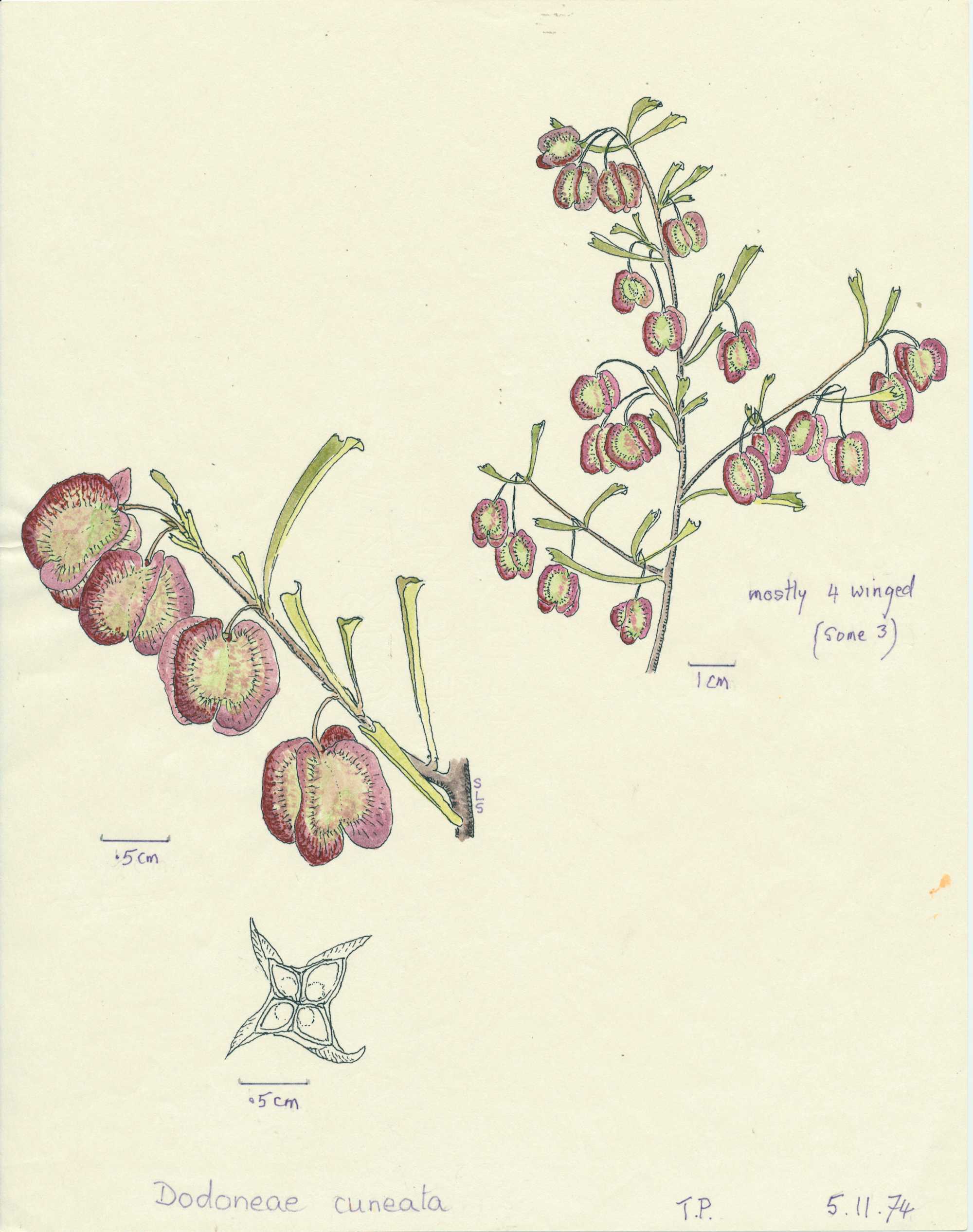 Dodonaea viscosa subsp. cuneata "Wedge Leaf Hop Bush" - Plant Profiles ...