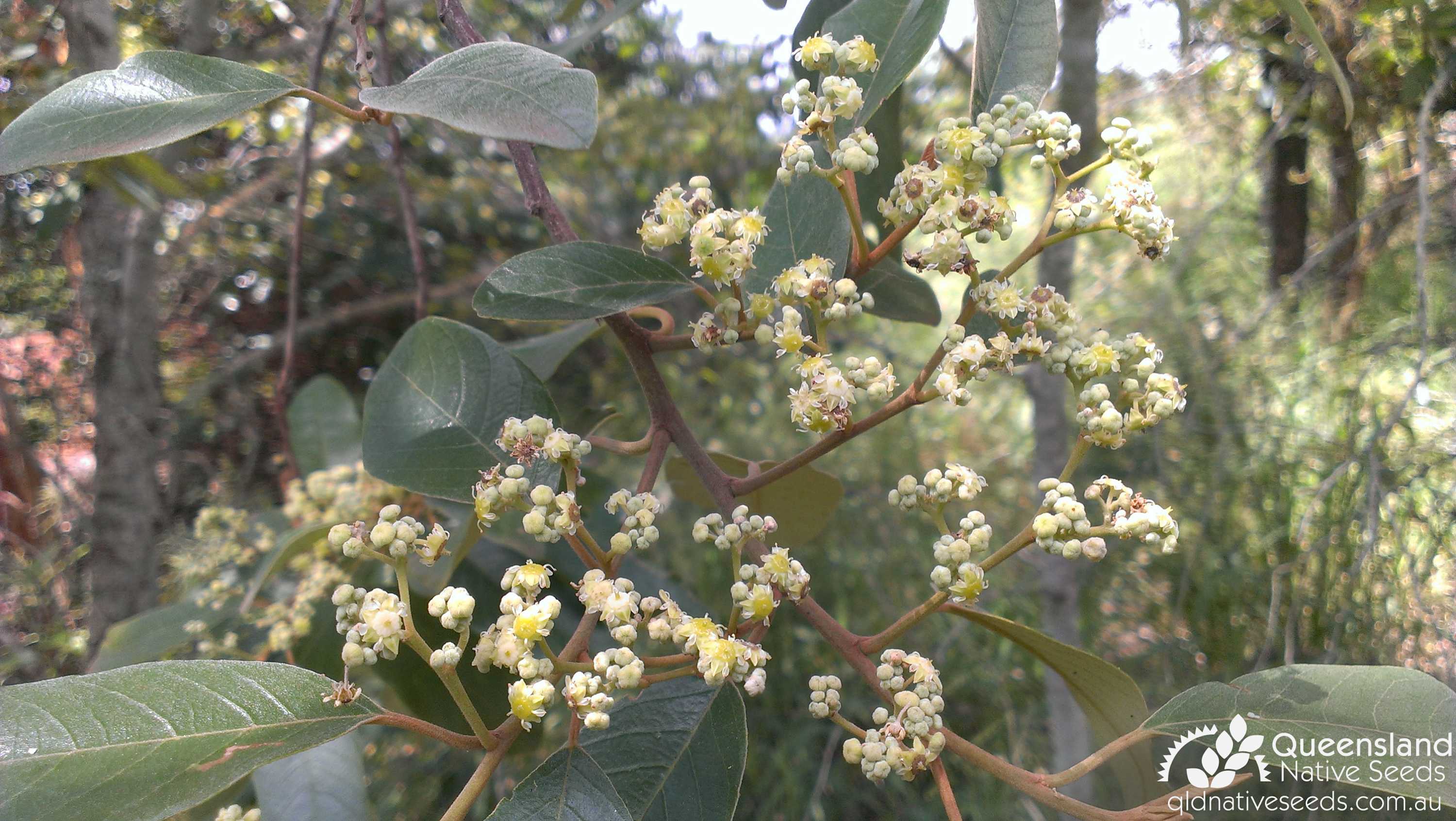Alphitonia excelsa - Plant Profiles - Queensland Native Seeds