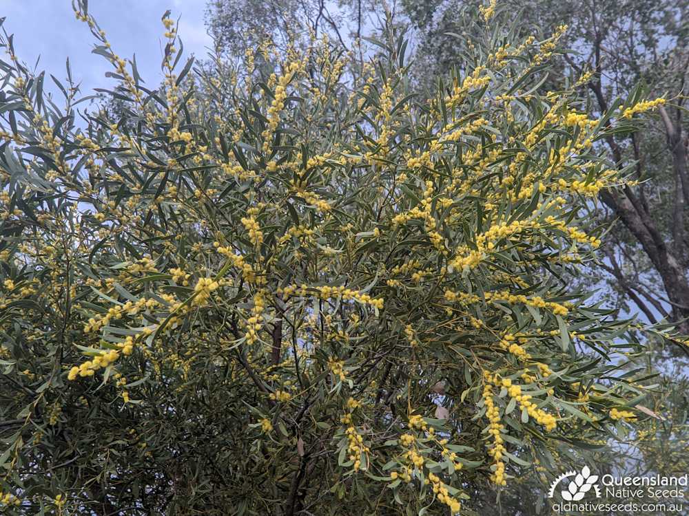 Acacia melvillei "Yarran" - Plant Profiles - Queensland Native Seeds