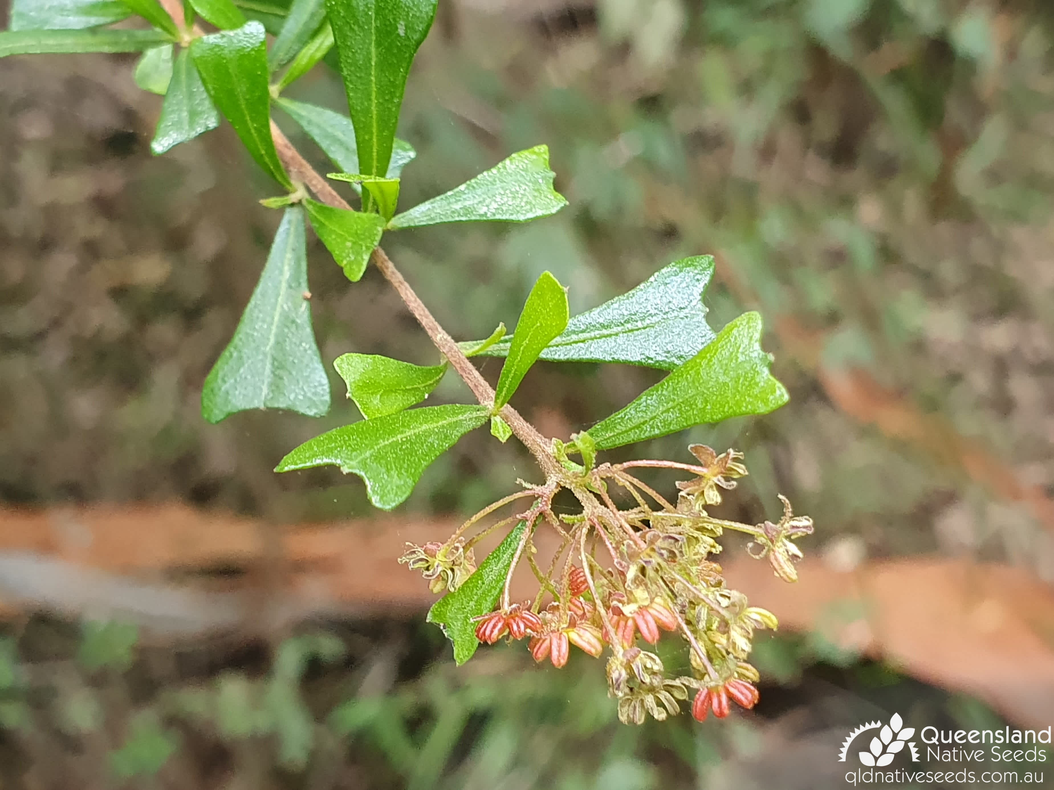 Dodonaea viscosa subsp. cuneata "Wedge Leaf Hop Bush" - Plant Profiles ...