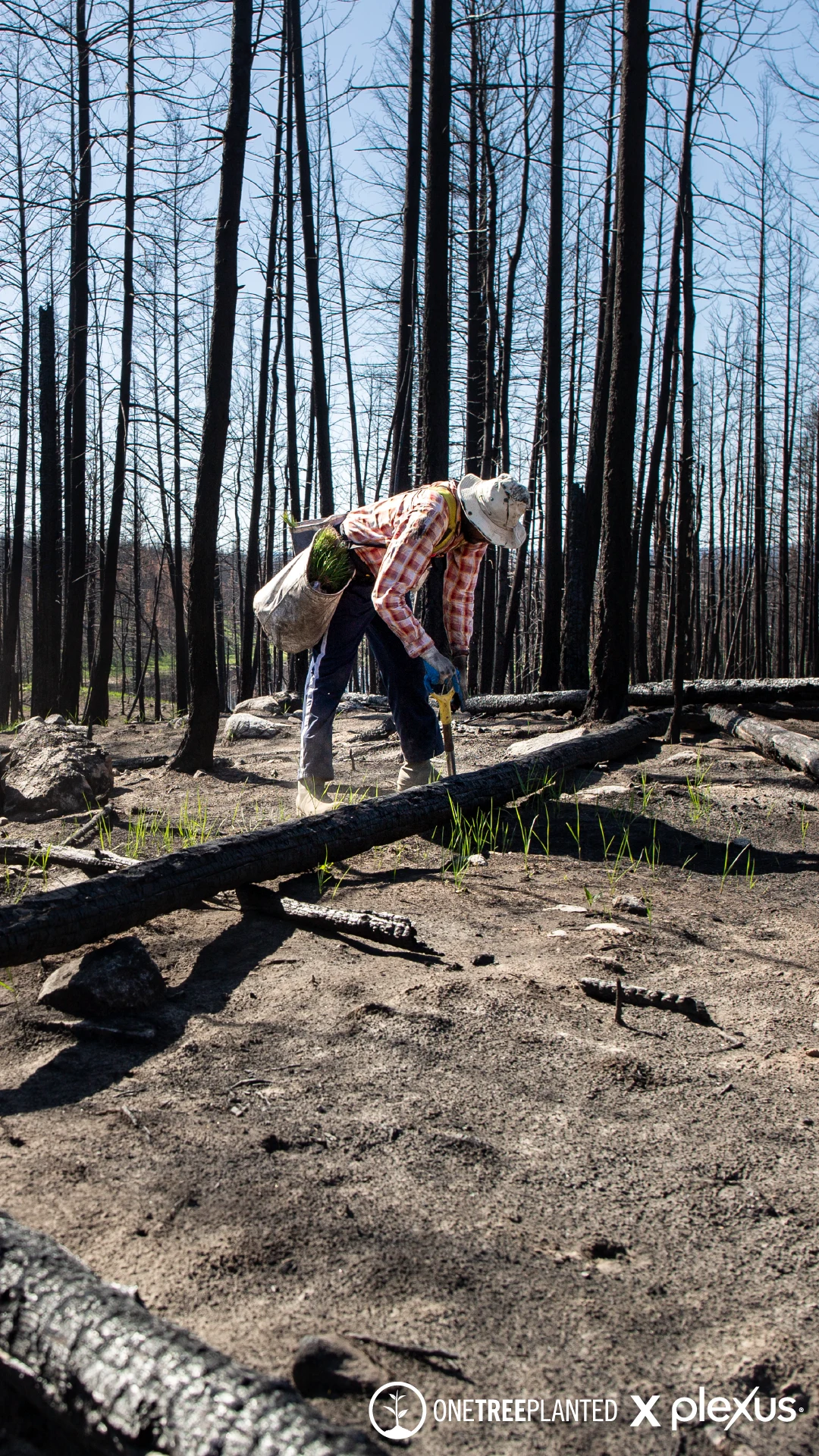 One Tree Planted | Reforestation Across Canada | Plexus Worldwide®